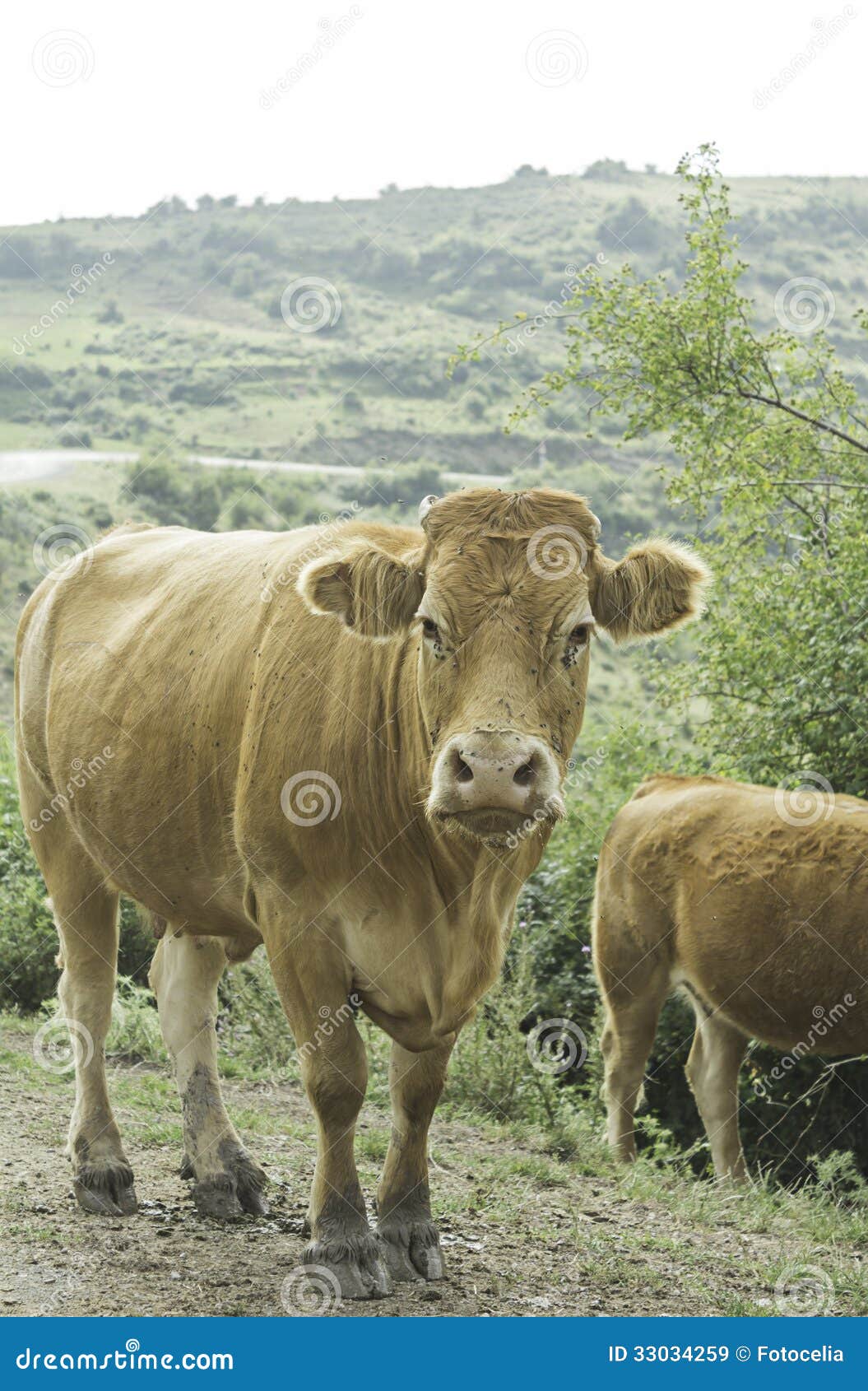 Cow watching stock image. Image of grass, herd, bull - 33034259