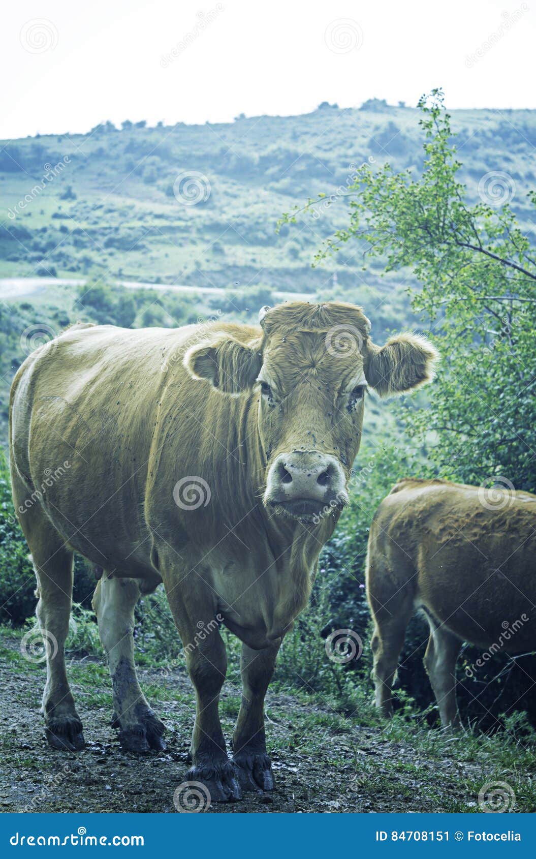 Cow watching stock image. Image of industrial, herd, farmland - 84708151