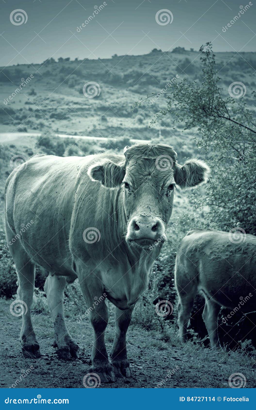 Cow watching stock photo. Image of cattle, bovine, beautiful - 84727114