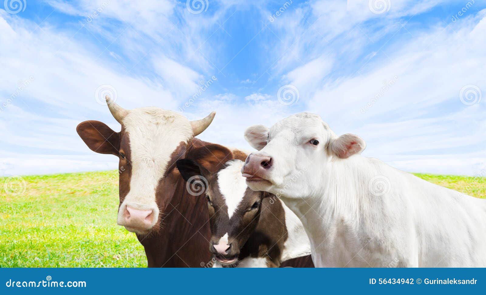 Cow watching stock photo. Image of looking, mammal, outdoors - 56434942