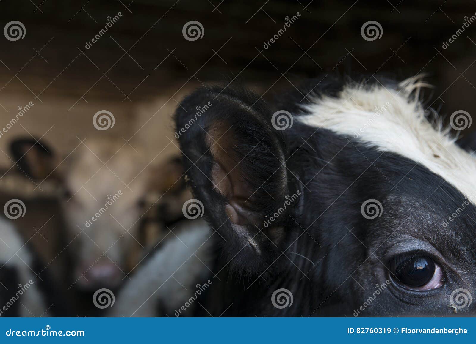 Cow watching from stables stock image. Image of caged - 82760319