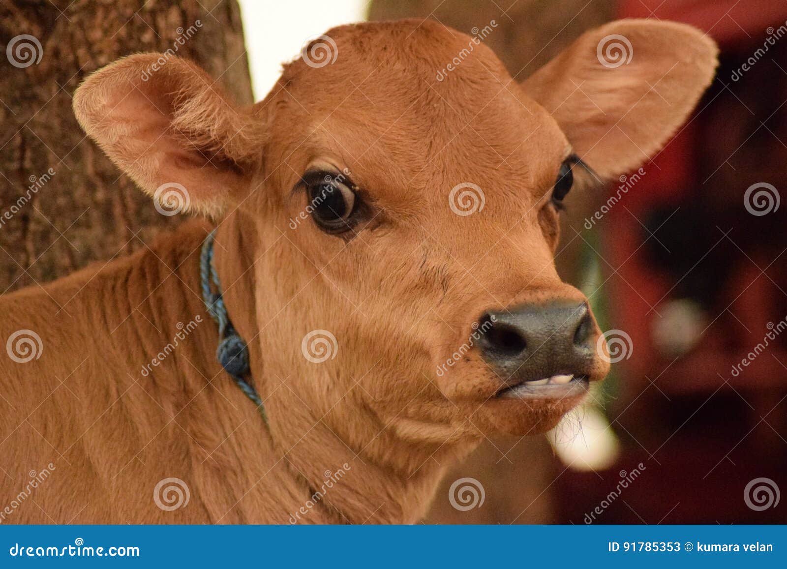 Cow watching stock image. Image of snout, fauna, watching - 91785353