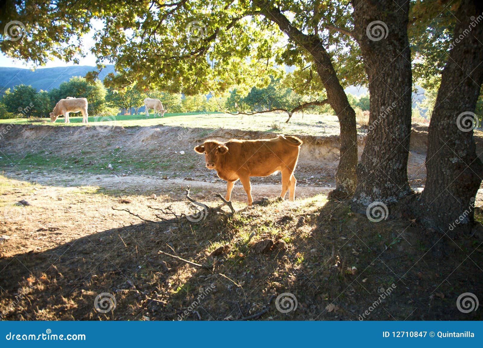 Cow watching you stock image. Image of avila, outdoor - 12710847