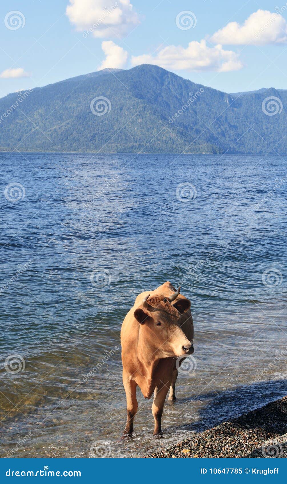 The cow in water stock image. Image of kind, ripples - 10647785