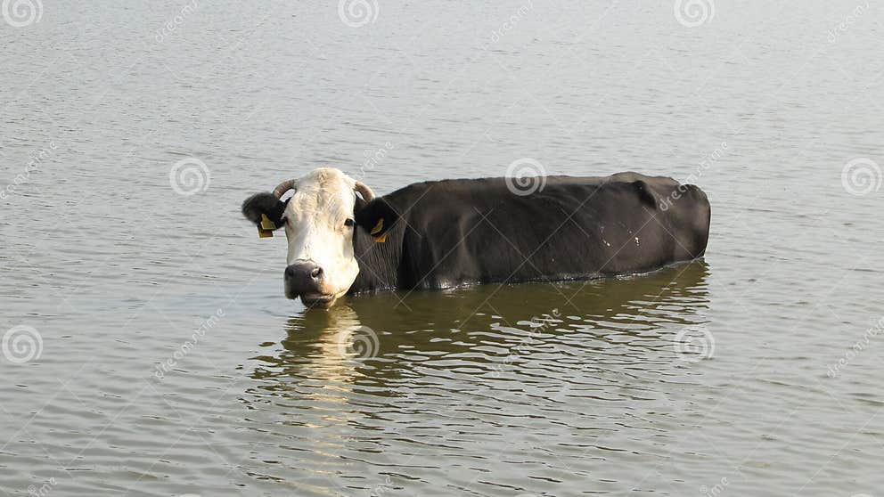 Cow in the water stock image. Image of mammal, chernobyl - 19258415