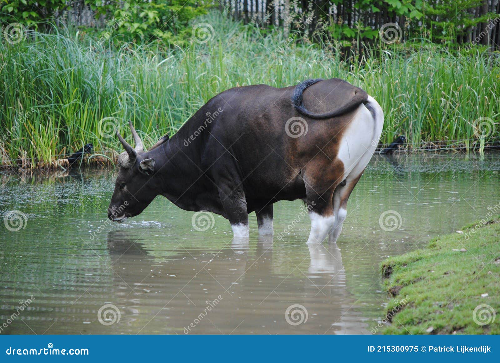 Cow in the water stock image. Image of wildlife, farm - 215300975