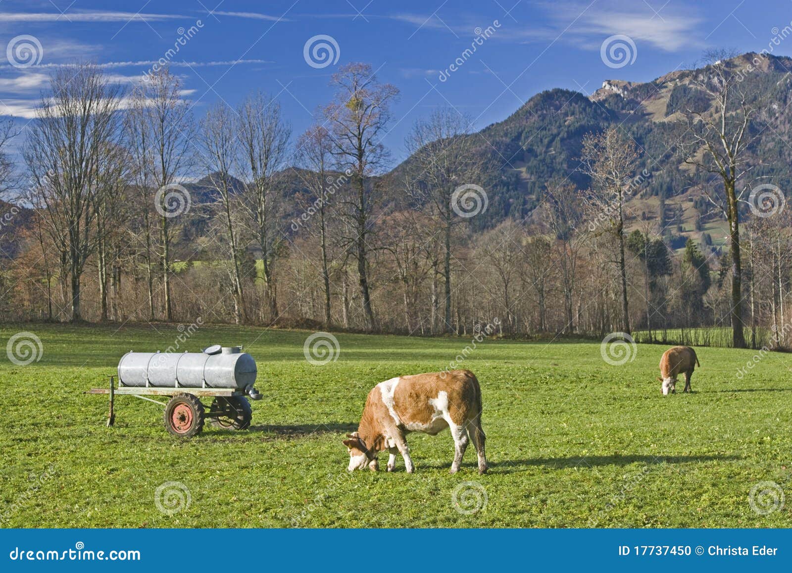 Cow with a water barrel stock photo. Image of grazing - 17737450