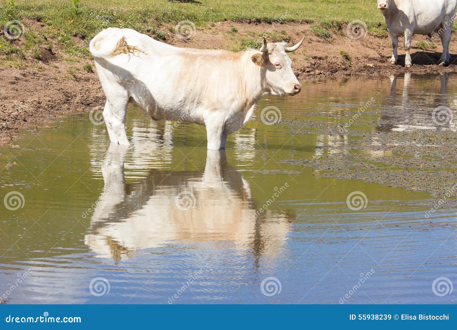 Cow in the water stock image. Image of dairy, graze, agricultural ...