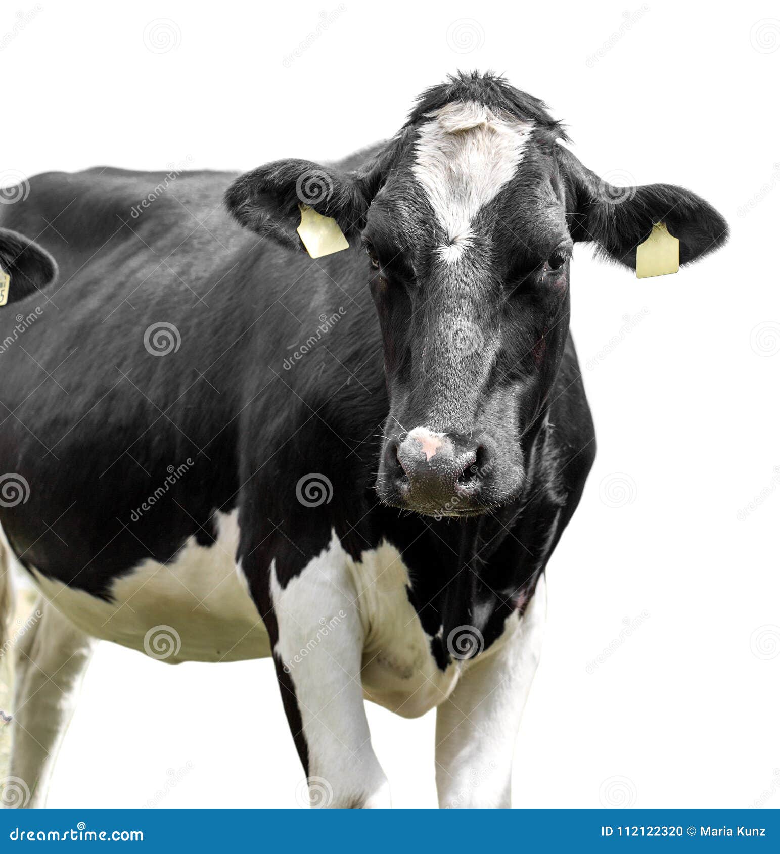 Cow on white background stock photo. Image of cattle - 112122320