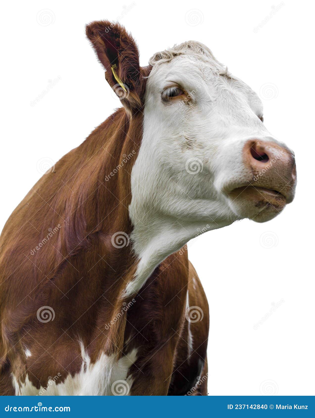 Cow on White Background Isolated Stock Photo - Image of rural, outdoors ...