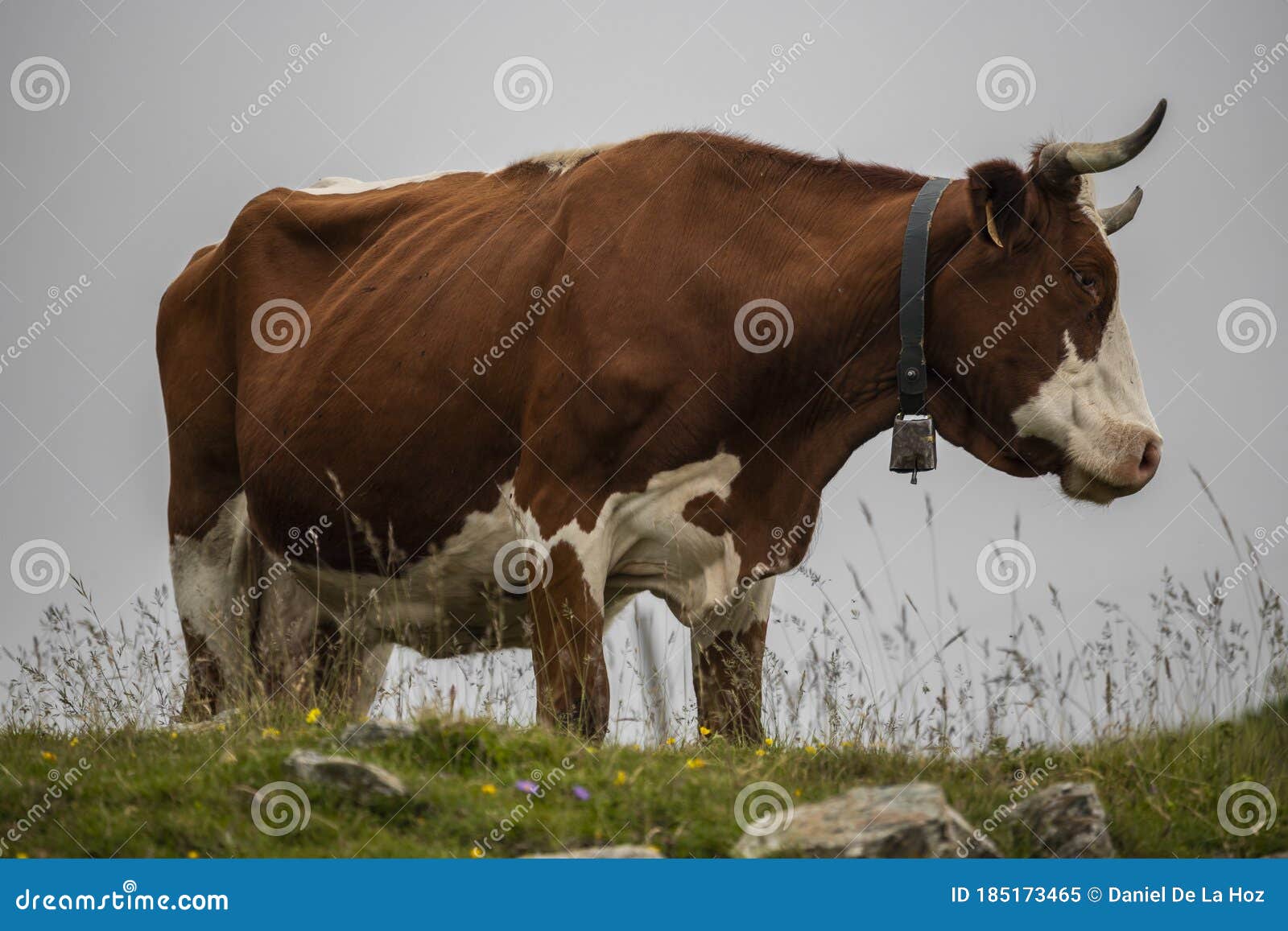 Brown Horned Cows Of Native Species In The Cattlepen At Farm. Cow Farm ...