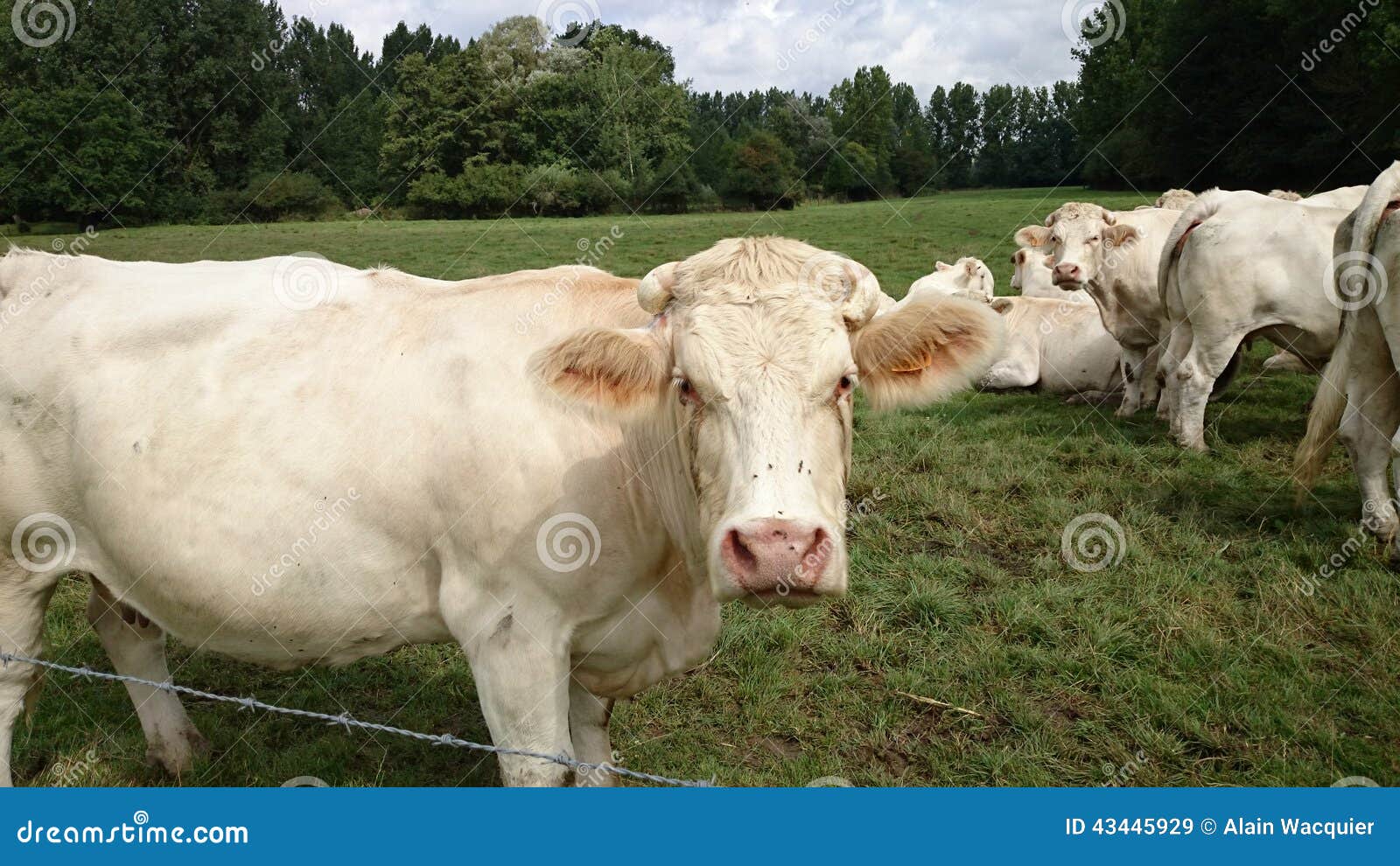Cow stock image. Image of prairie, country, animal, bovine - 43445929