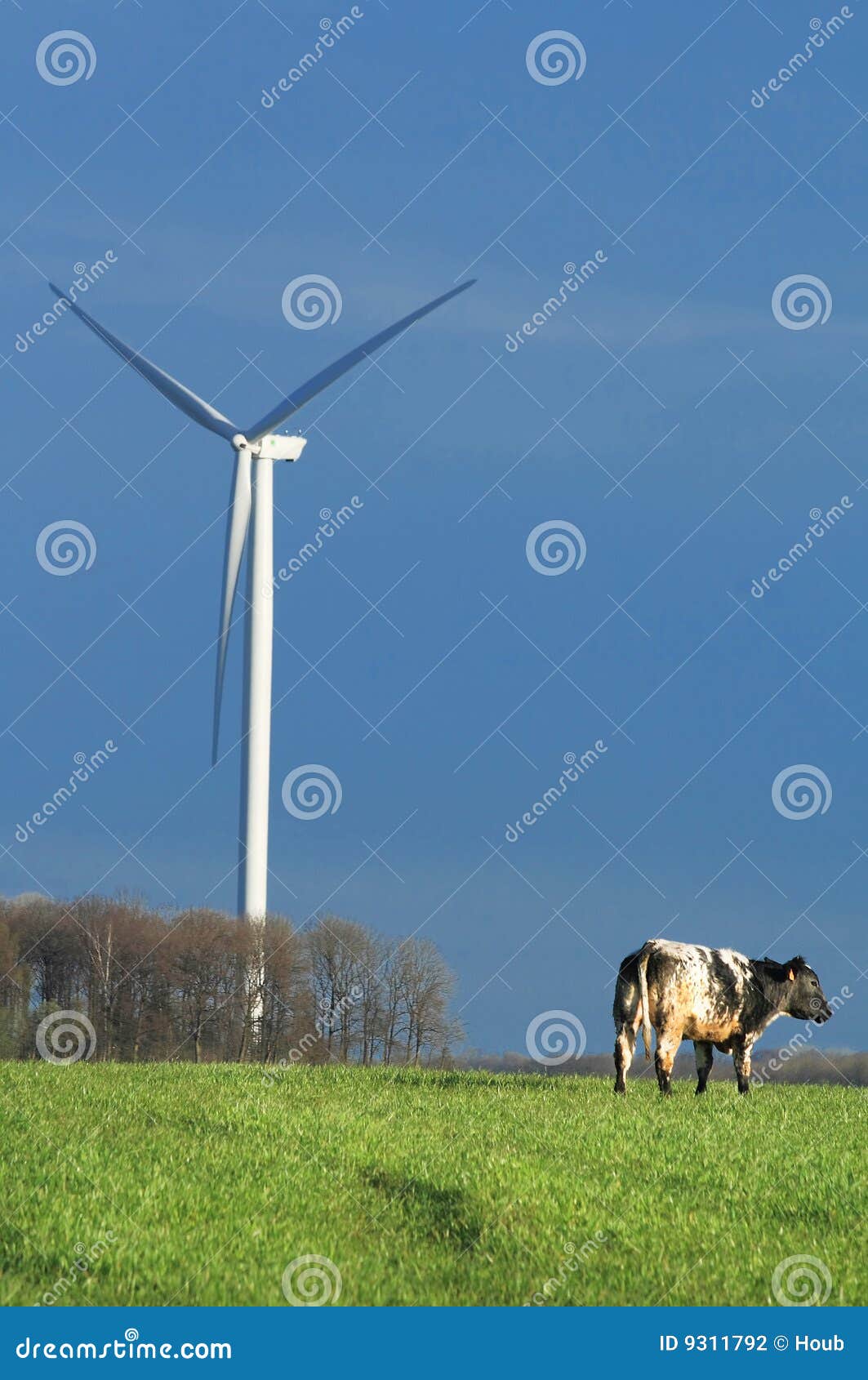 Cow and Windmill in Landscape Stock Photo - Image of agricultural ...
