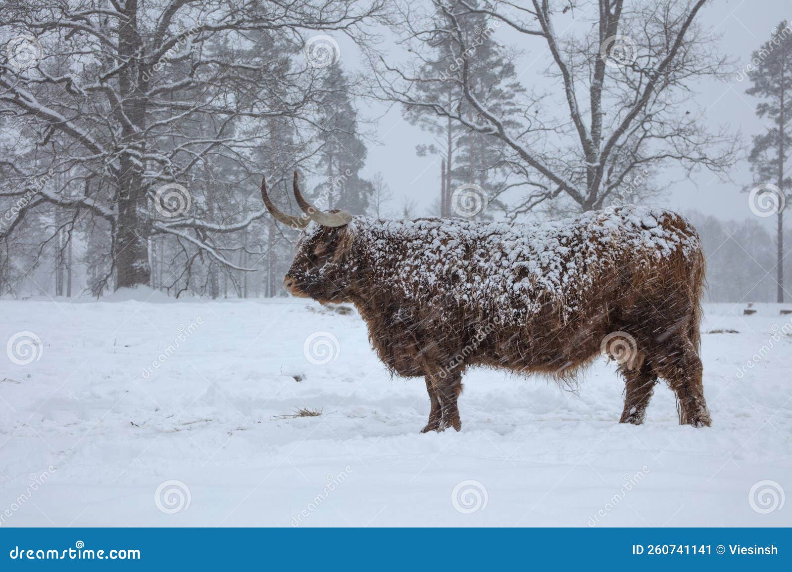 Cow I Winter. Cow in Snowfall. Scottish Highland Cattle in Winter Stock ...