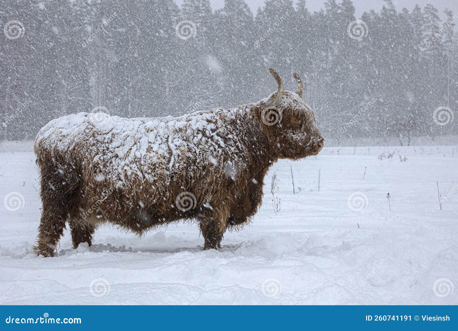 Cow in Winter. Cow in Snowfall. Scottish Highland Cattle in Winter ...