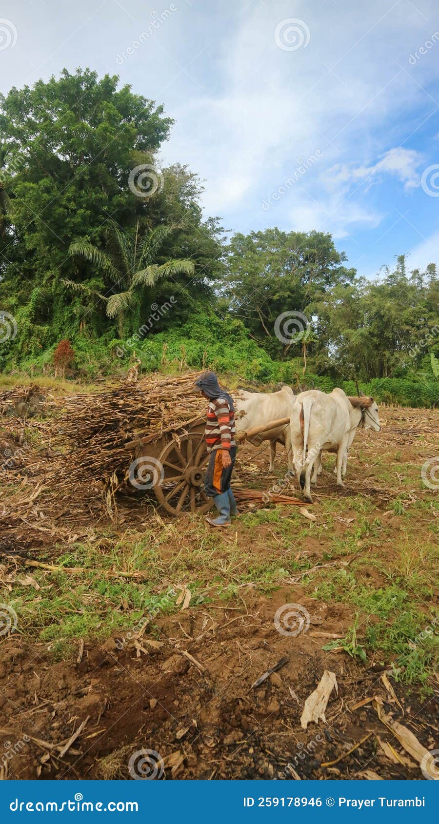 Cow Pulling Carriage Stock Photos - Free & Royalty-Free Stock Photos ...