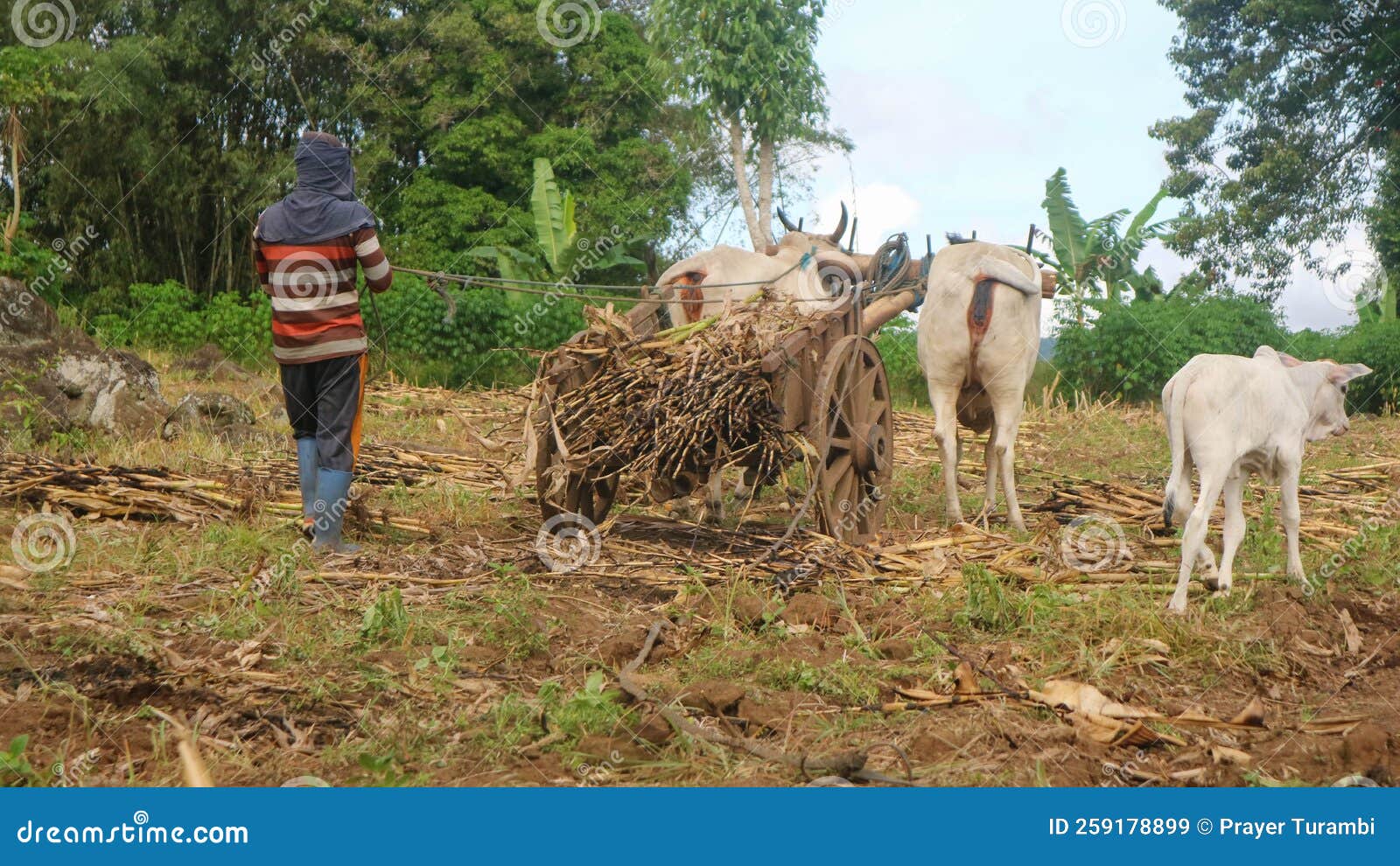 The Cow is at Work Pulling the Carriage Stock Image - Image of horn ...