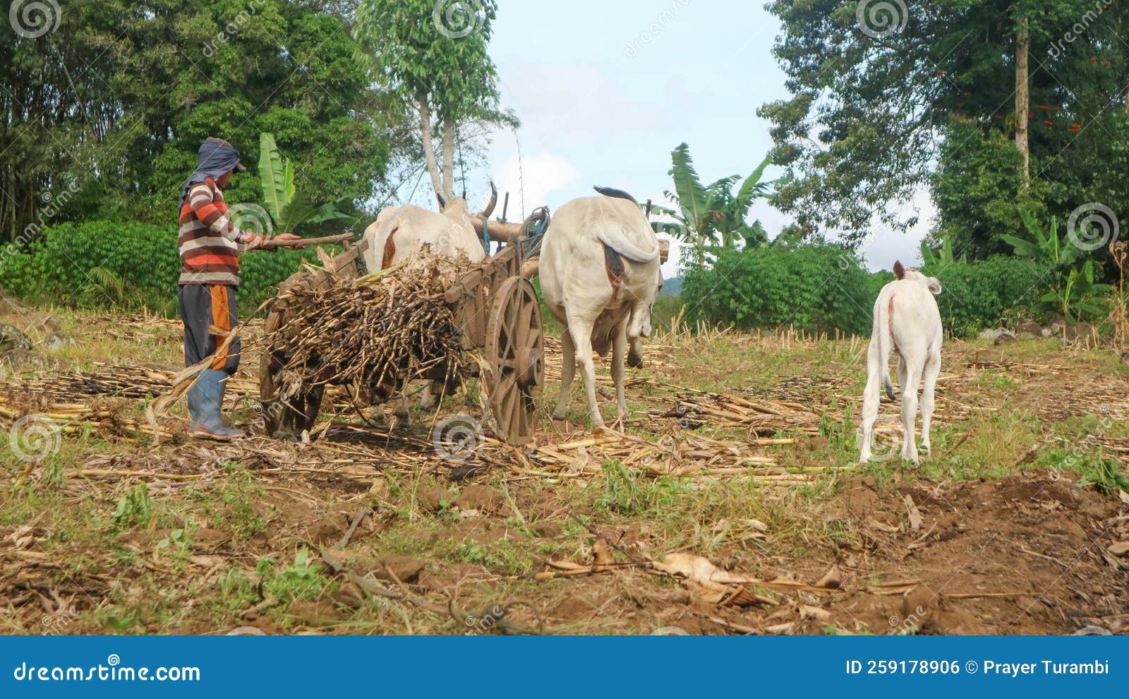 The Cow is at Work Pulling the Carriage Stock Photo - Image of hardship ...