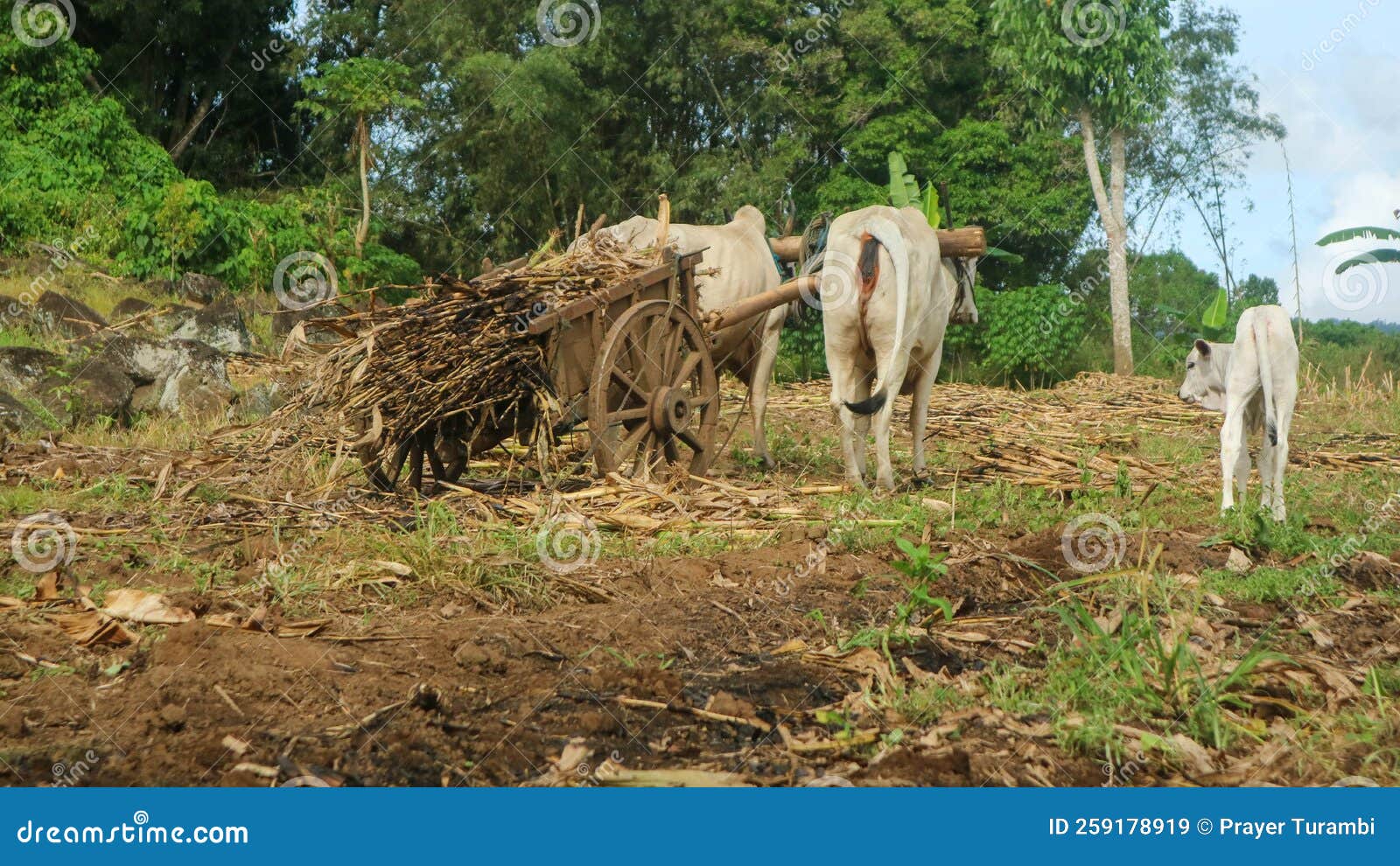 The Cow is at Work Pulling the Carriage Stock Image - Image of field ...