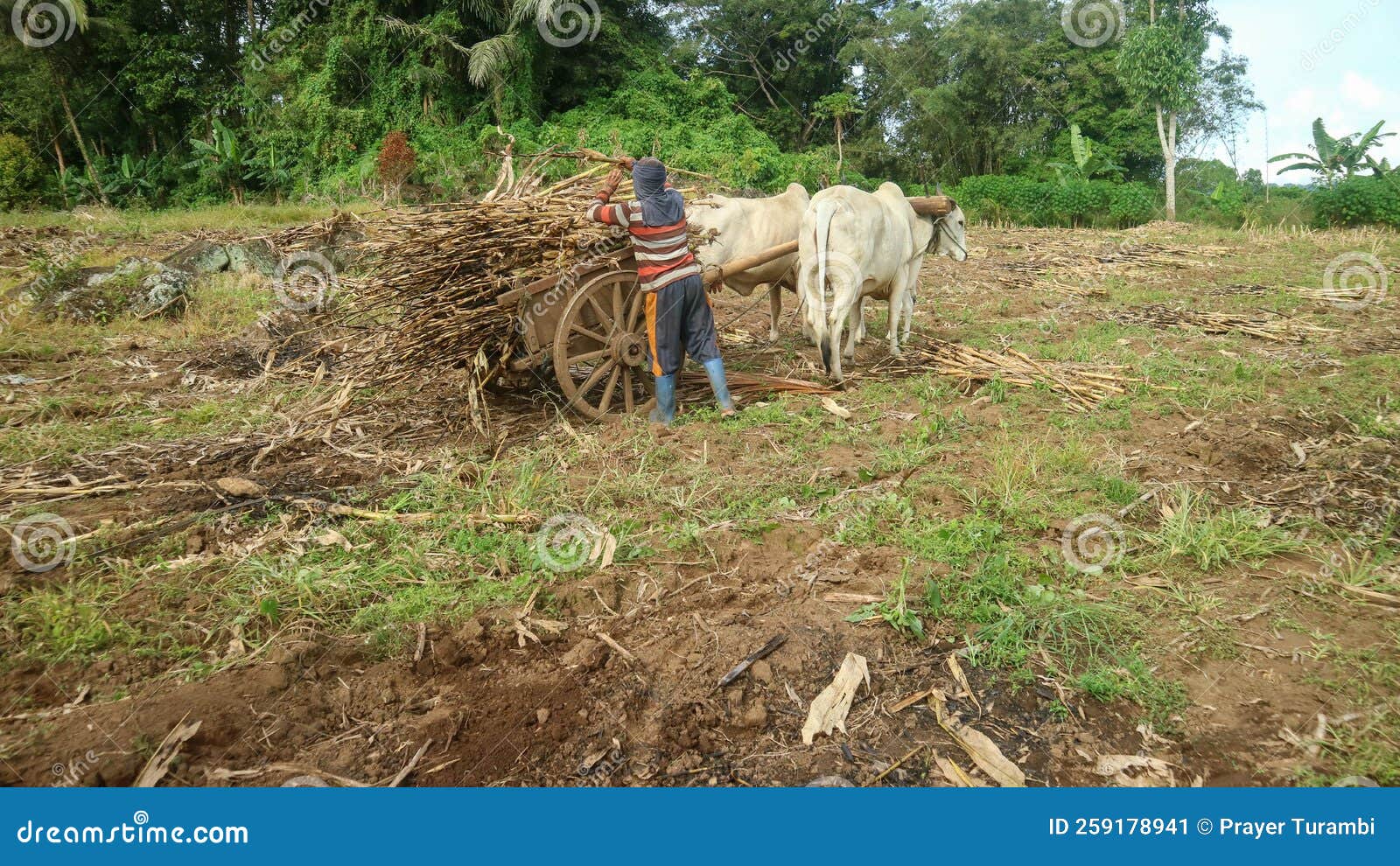 The Cow is at Work Pulling the Carriage Stock Image - Image of ...