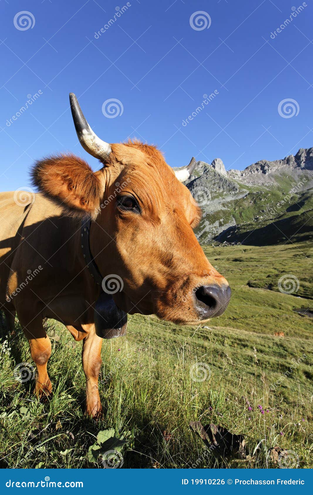 Cow world stock photo. Image of campaign, milk, cattle - 19910226
