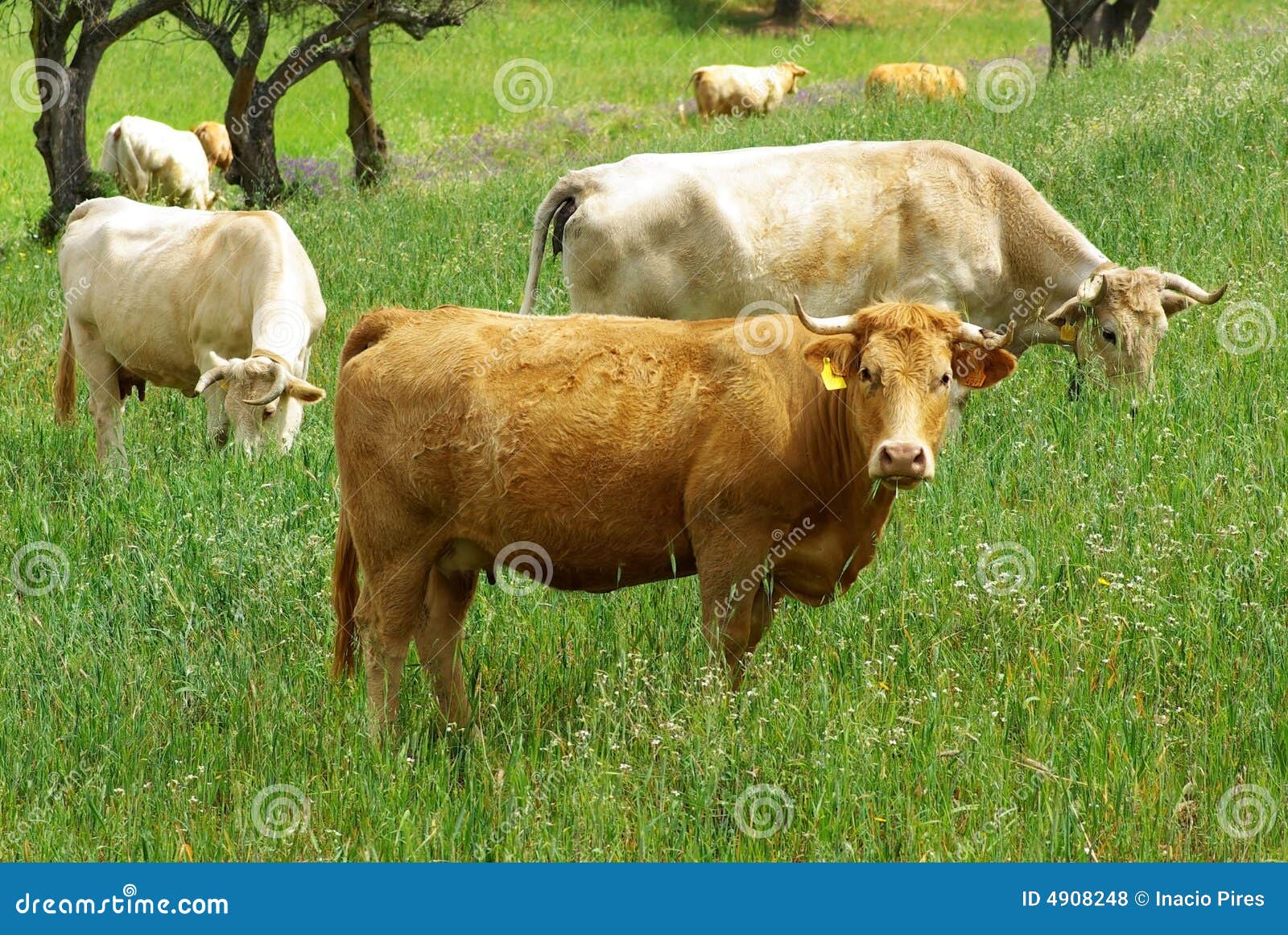 A cow of yellow coat. stock photo. Image of cattle, green - 4908248