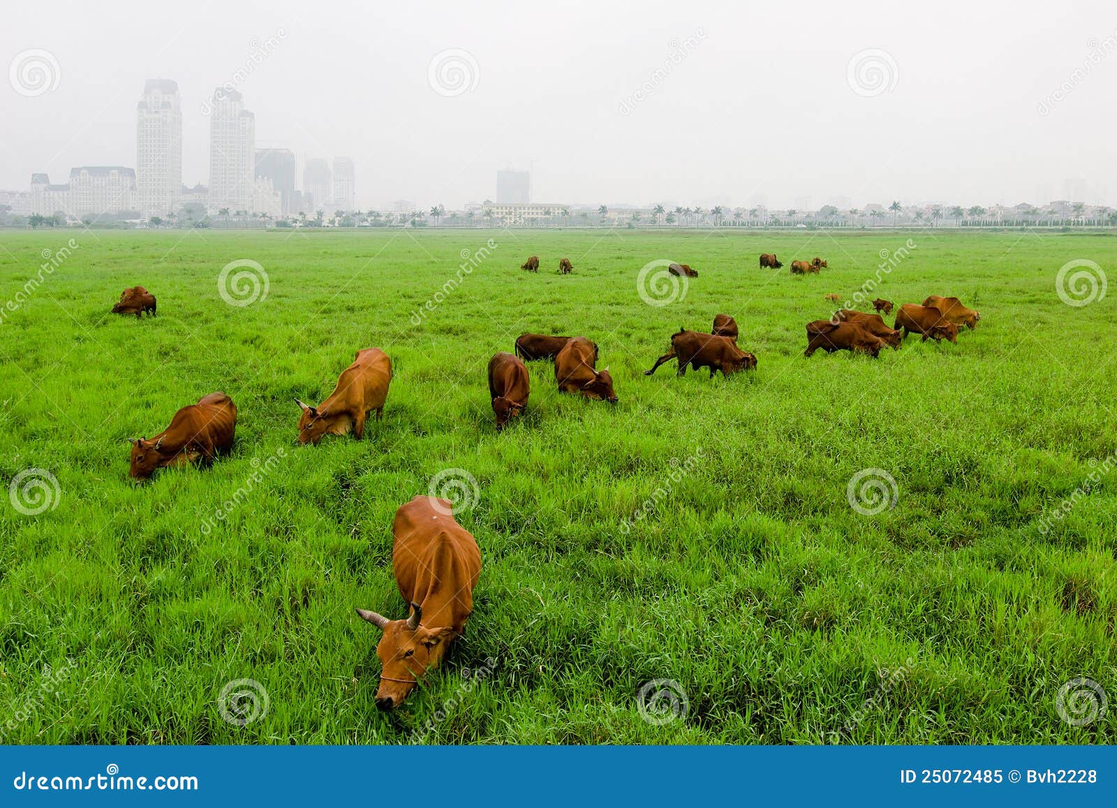 Cow yellow on green meadow stock image. Image of black - 25072485