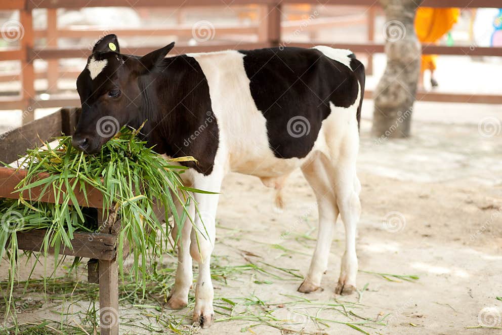 Cow at the zoo. stock image. Image of field, mammal, grazing - 19406793