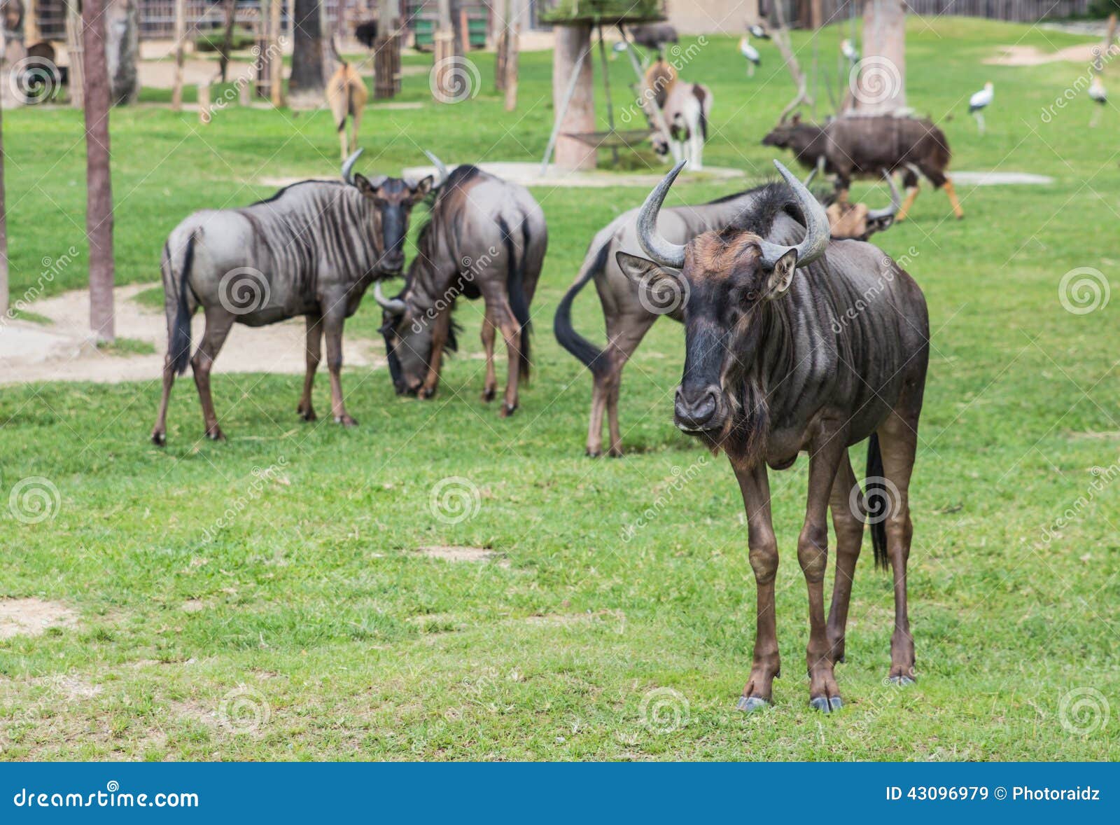 Cow in the zoo stock image. Image of creature, european - 43096979