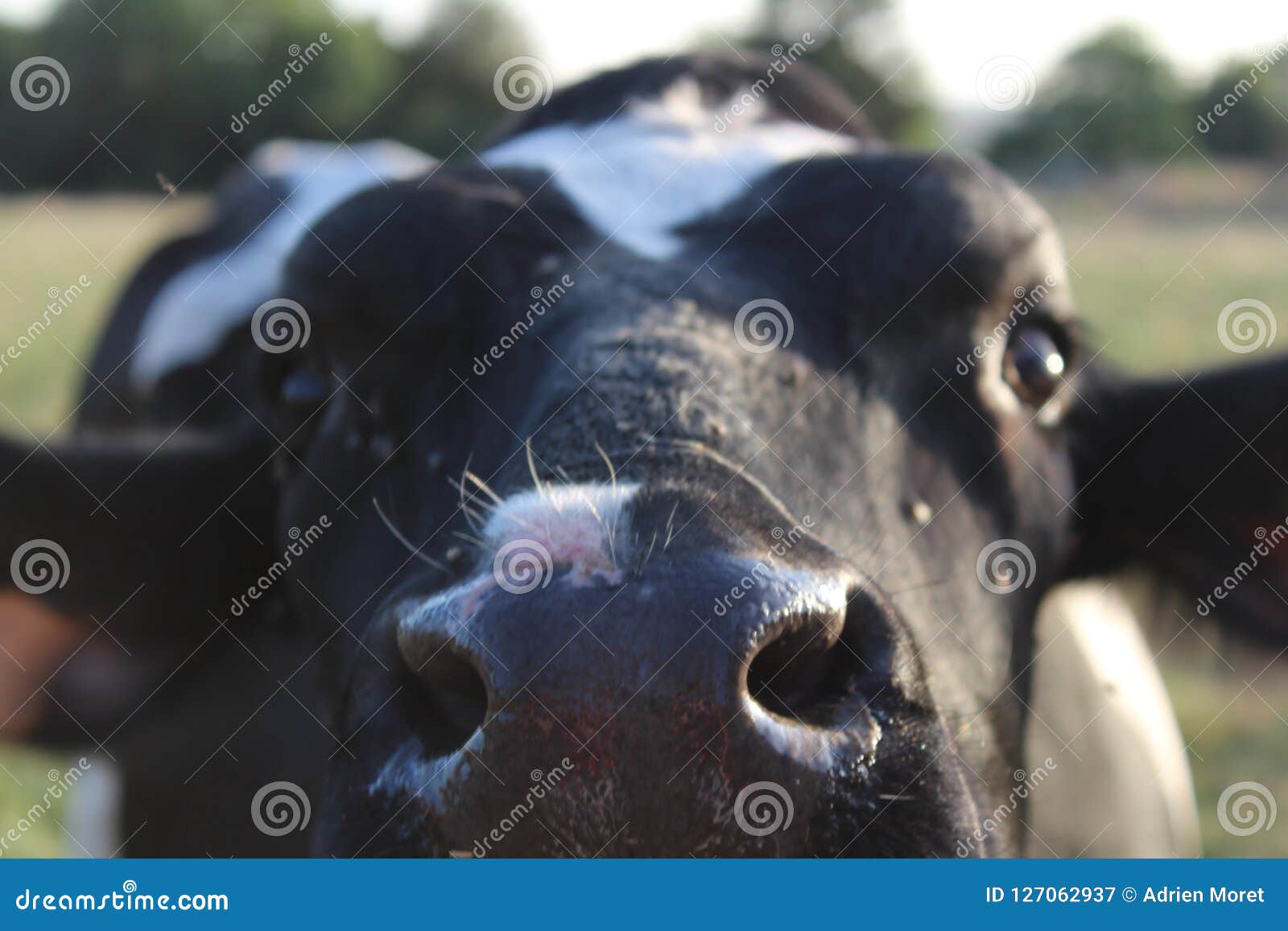 Cow stock image. Image of plants, nature, nose, zoom - 127062937