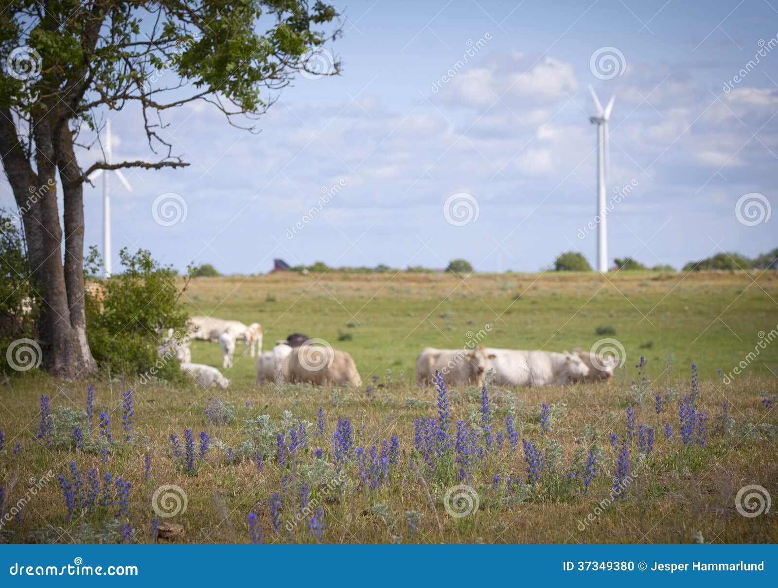 Cowa on a field stock photo. Image of scenery, breed - 37349380
