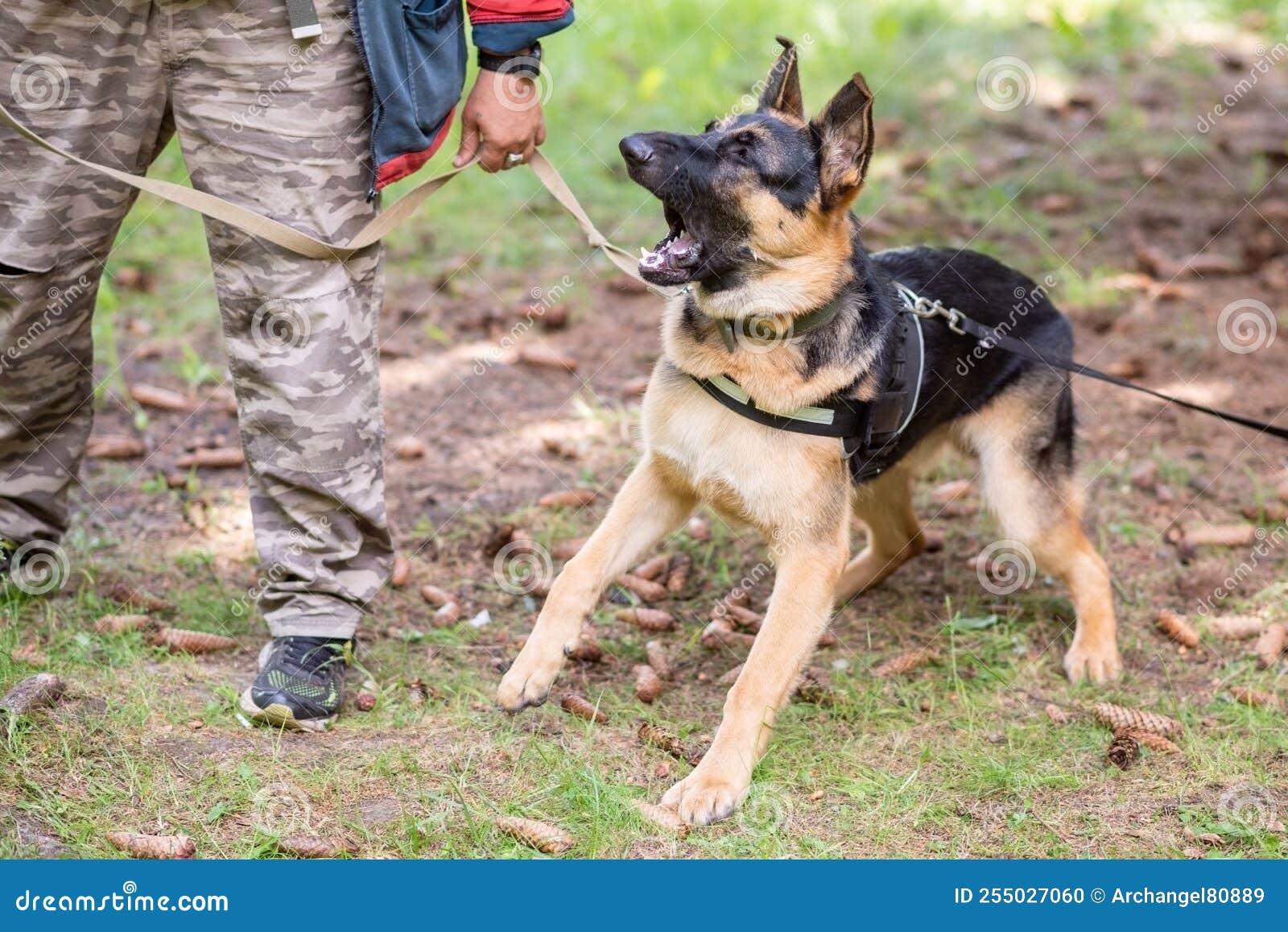 A Cowardly German Shepherd in Aggression Training, with a Cynologist ...