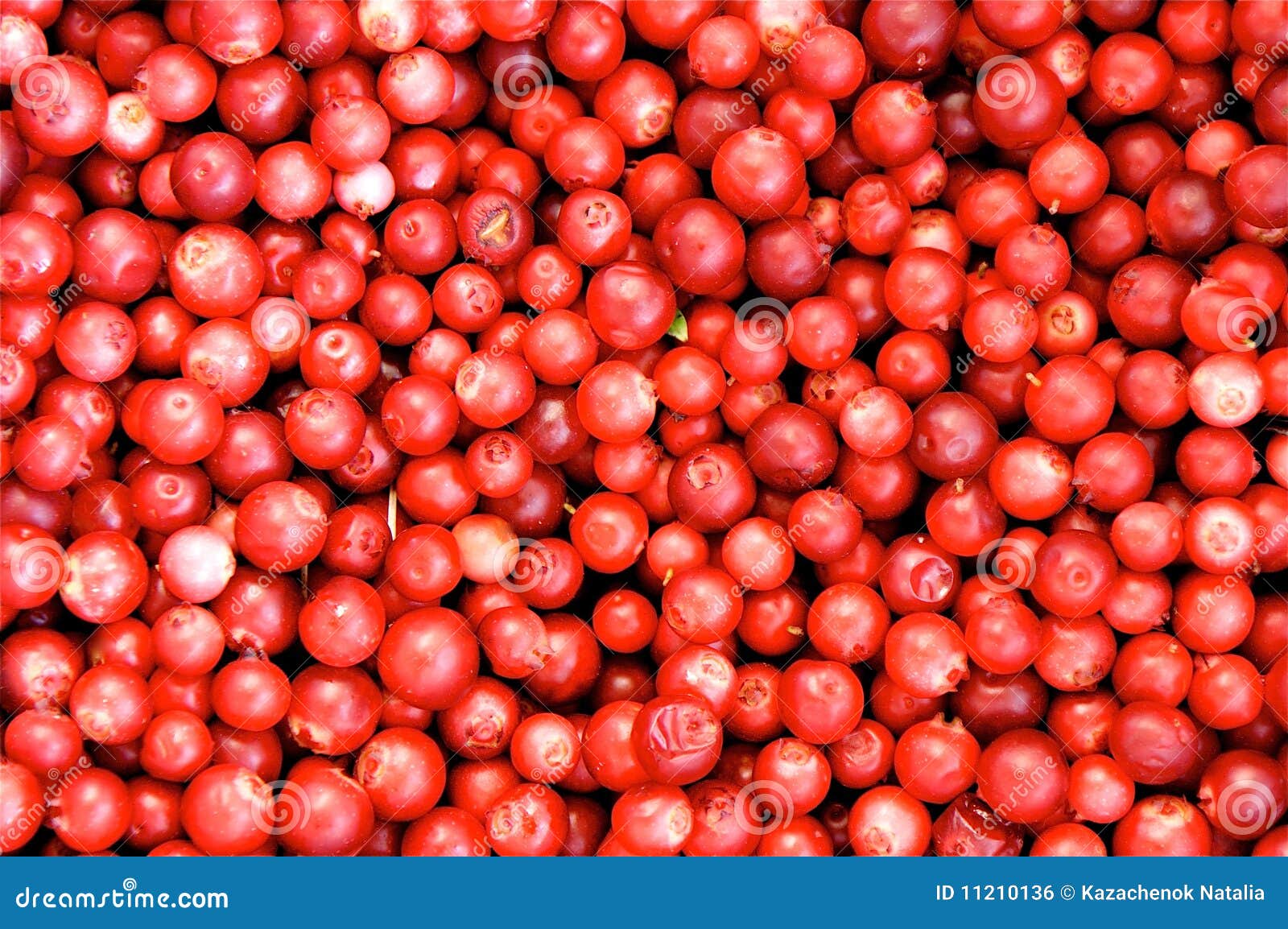 Cowbarry stock photo. Image of ripe, natural, autumn - 11210136