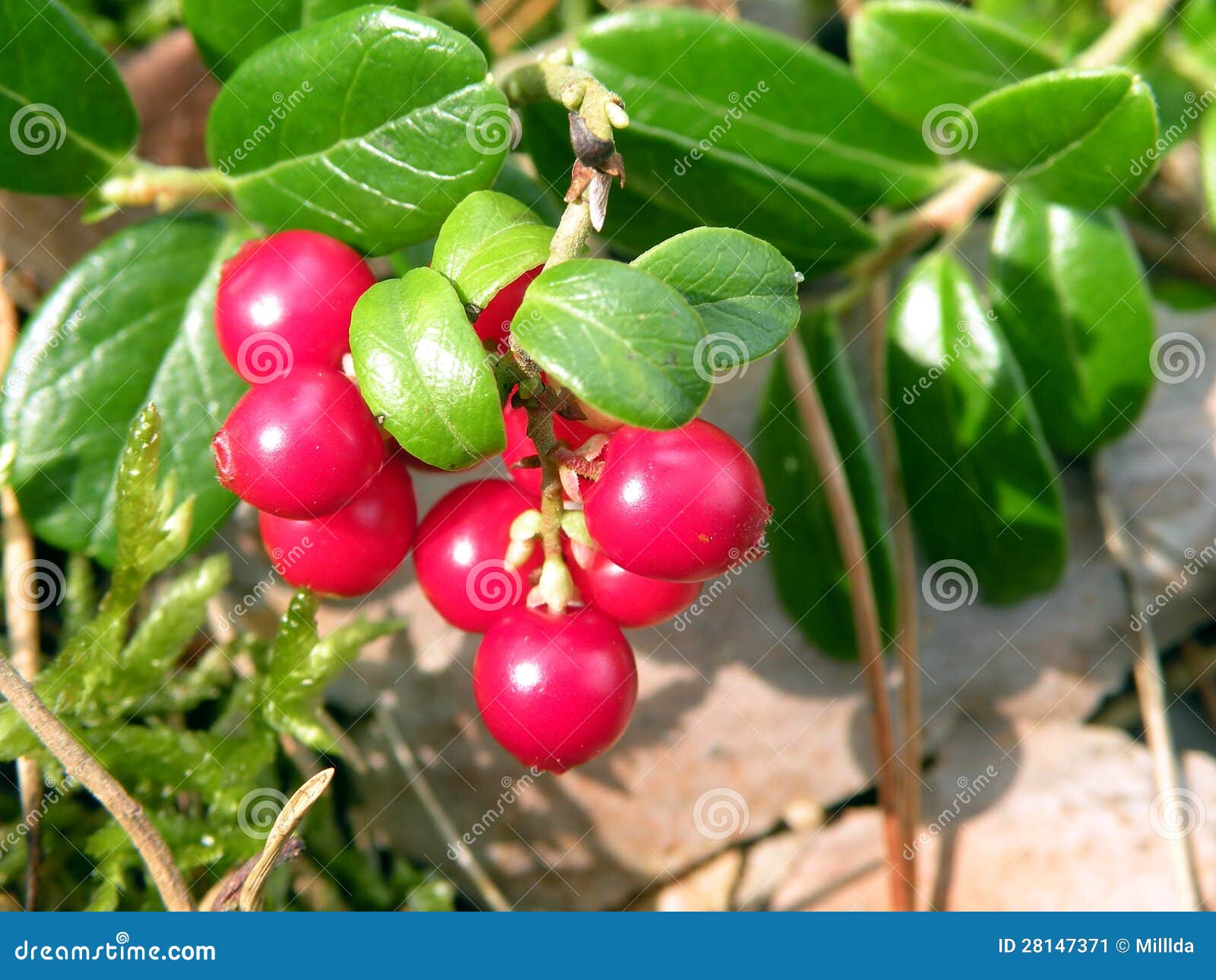 Cowberries stock image. Image of ripe, leaf, macro, view - 28147371