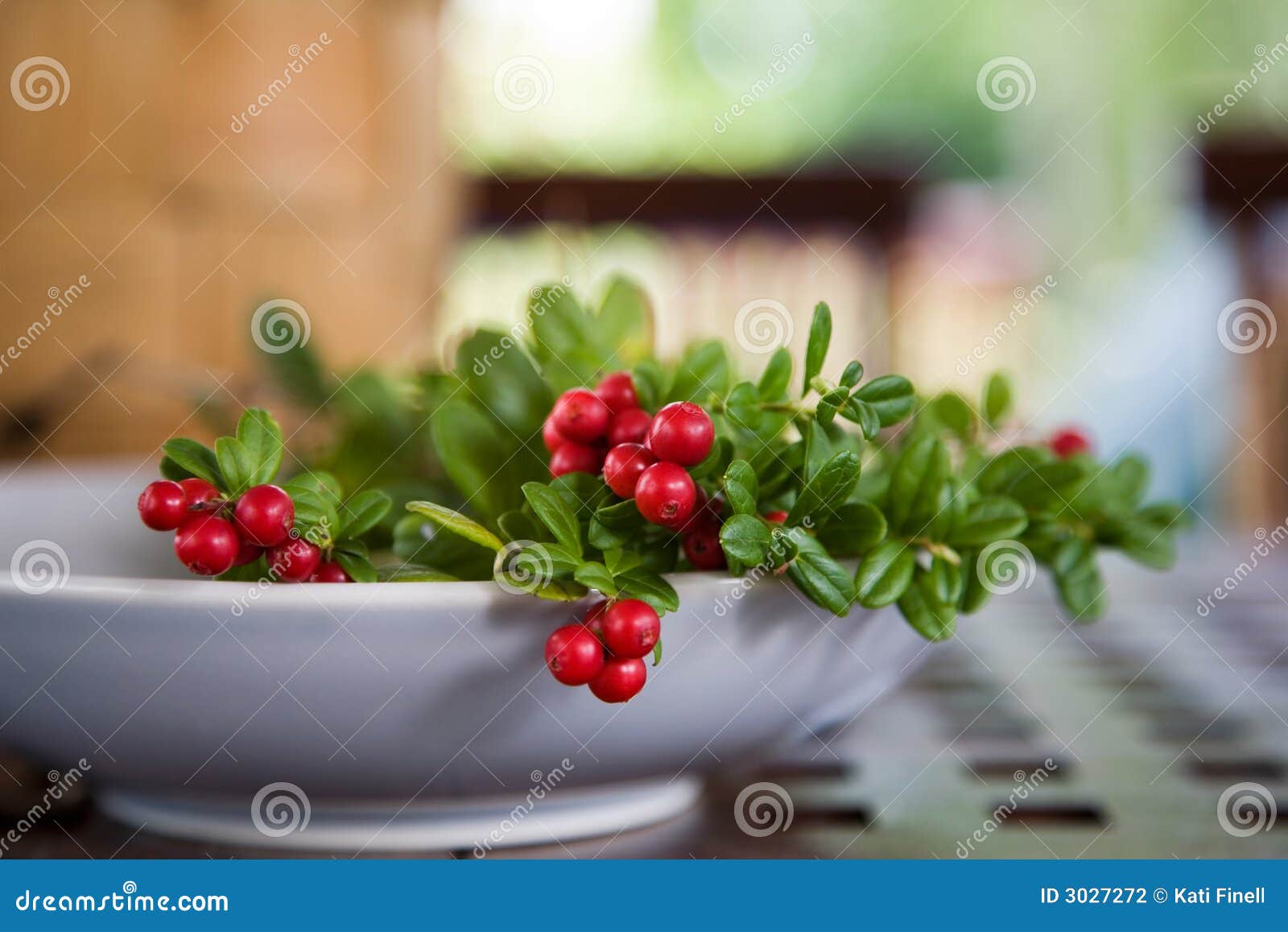 Cowberries stock photo. Image of cowberry, berry, fresh - 3027272