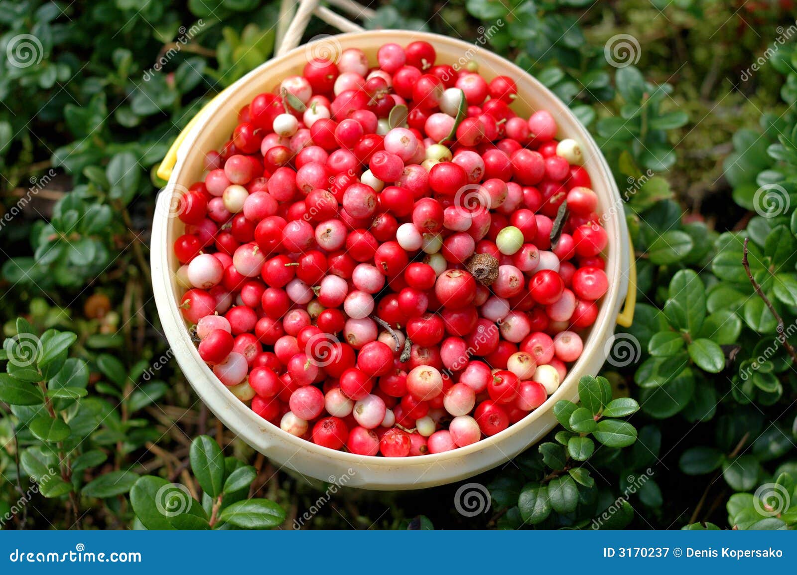 Cowberries stock image. Image of august, diet, cranberry - 3170237