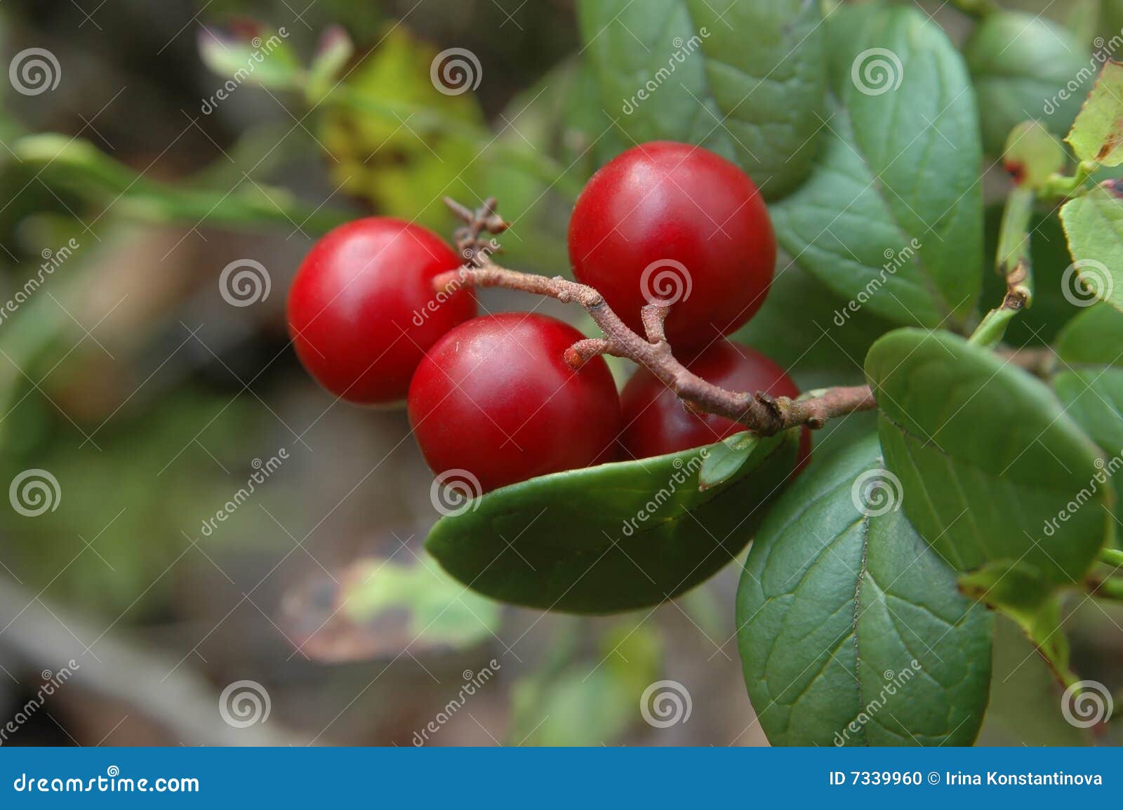 Cowberries stock photo. Image of bright, cowberries, branch - 7339960