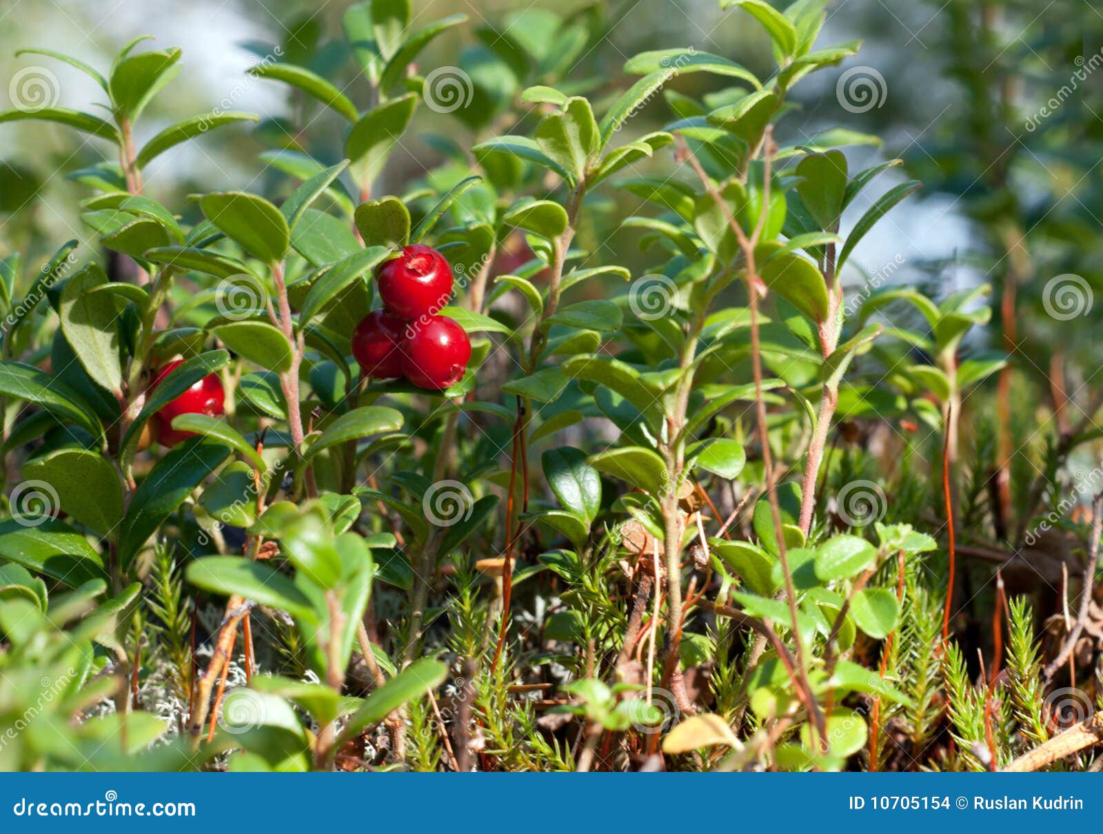 Cowberry stock photo. Image of healthy, leaf, berry, fruit - 10705154