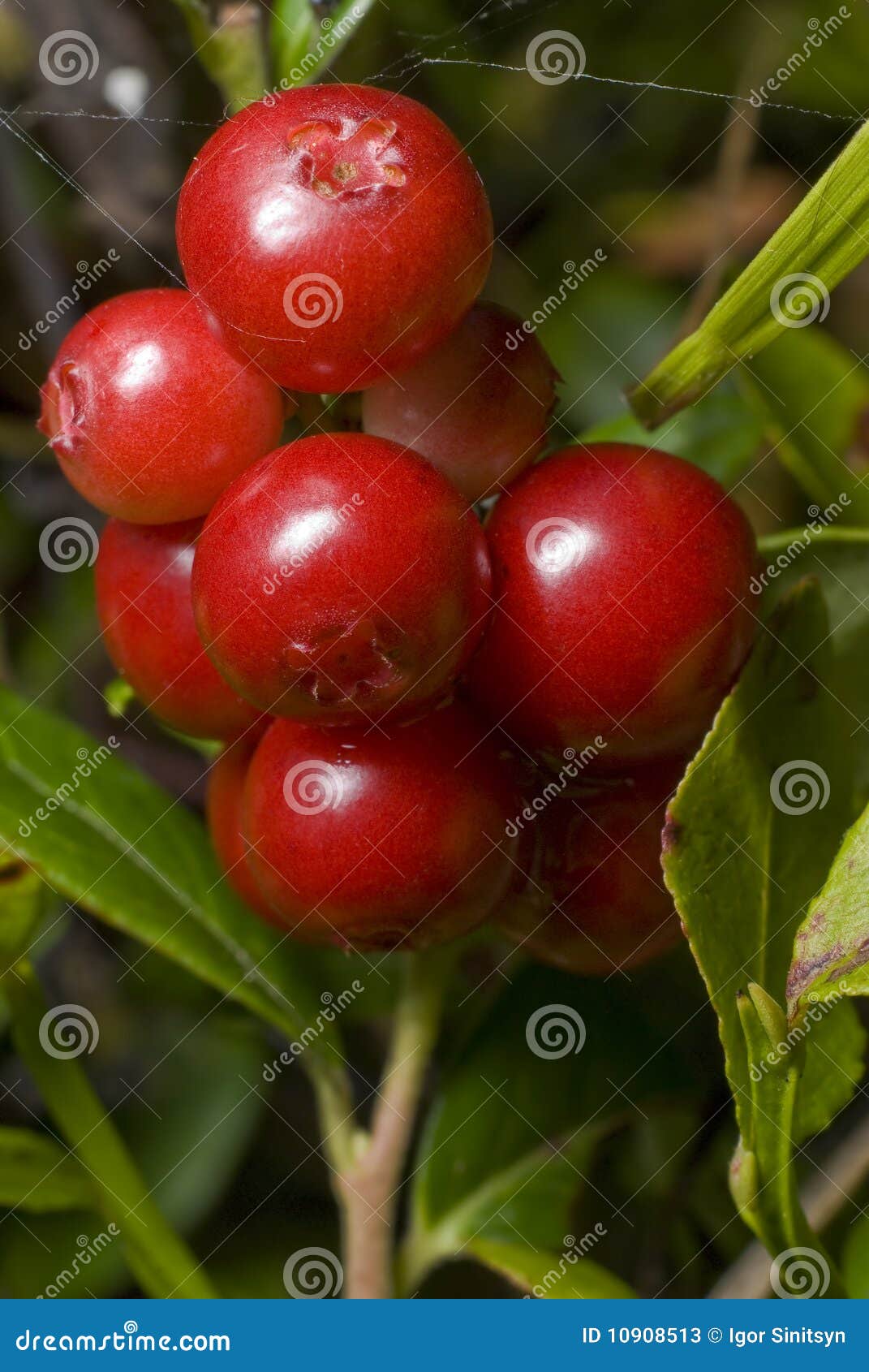Cowberry stock image. Image of berry, closeup, cowberry - 10908513