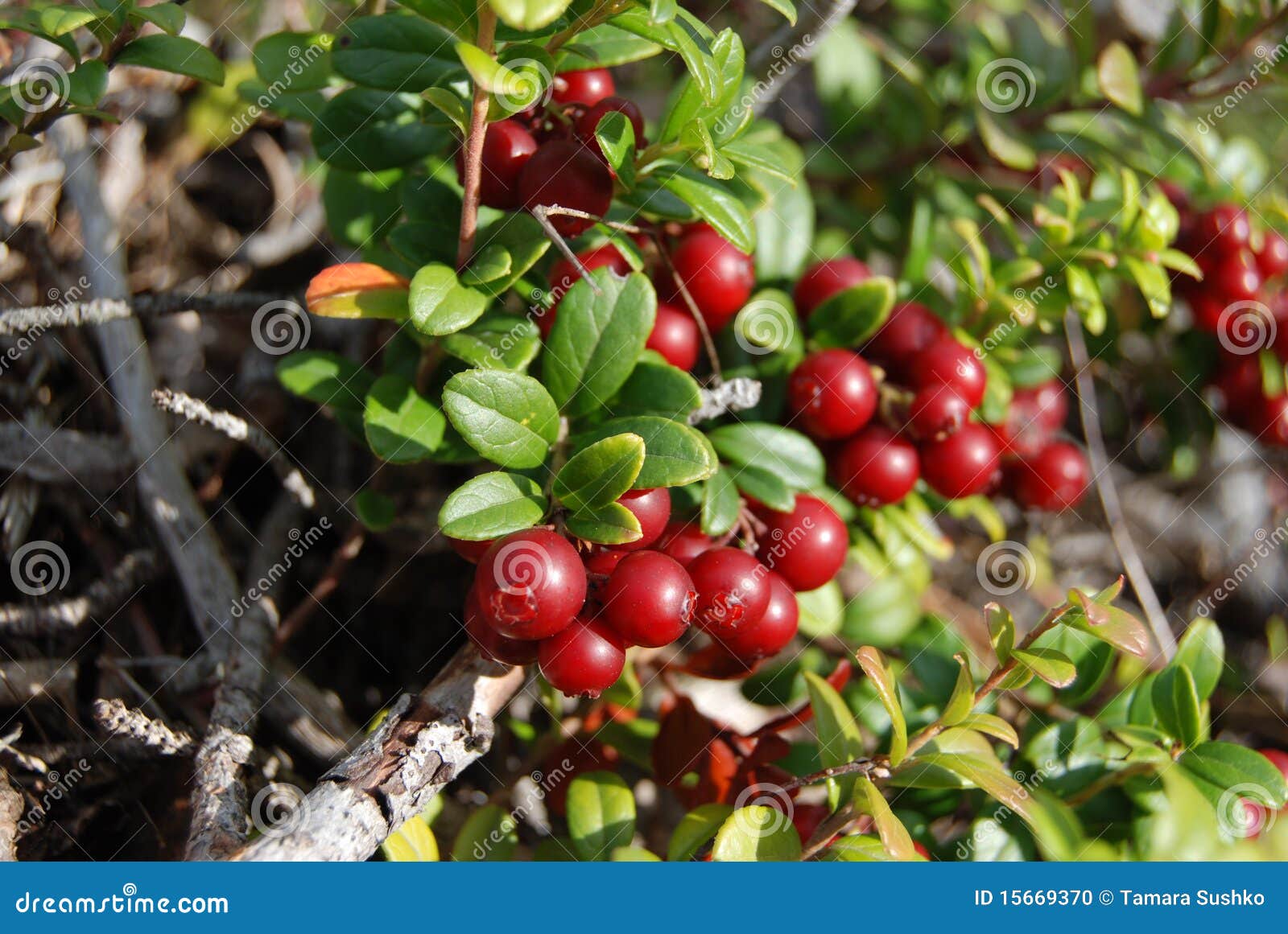 Cowberry stock photo. Image of lingon, ripe, light, fruit - 15669370