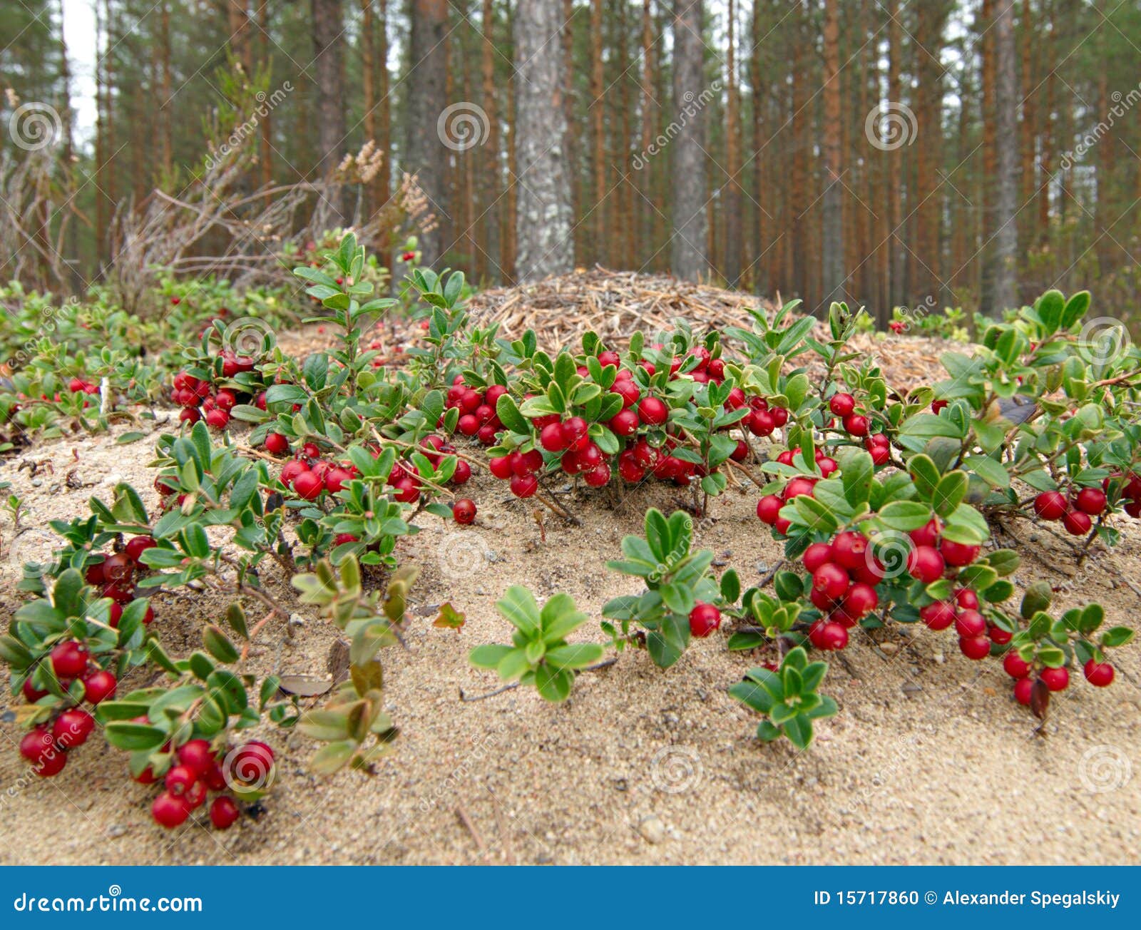 Cowberry stock photo. Image of autumn, hill, live, leaves - 15717860