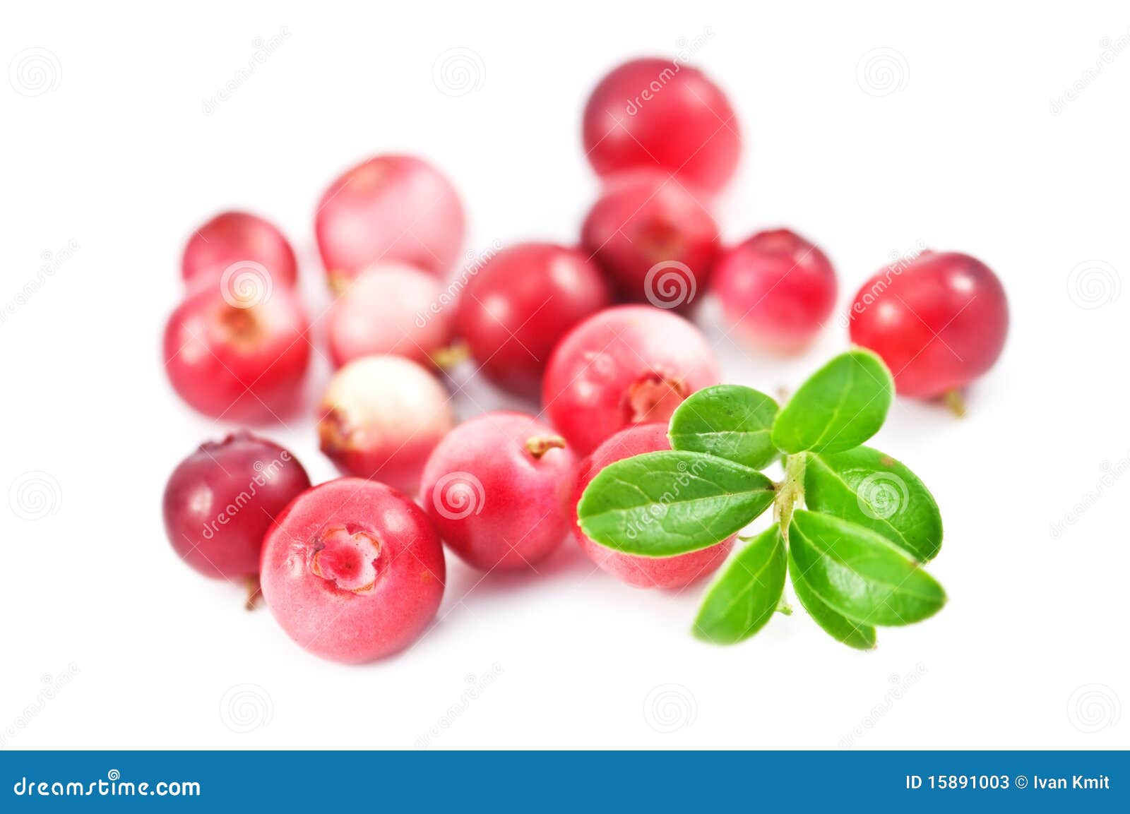 Cowberry stock image. Image of cowberry, juicy, freshness - 15891003