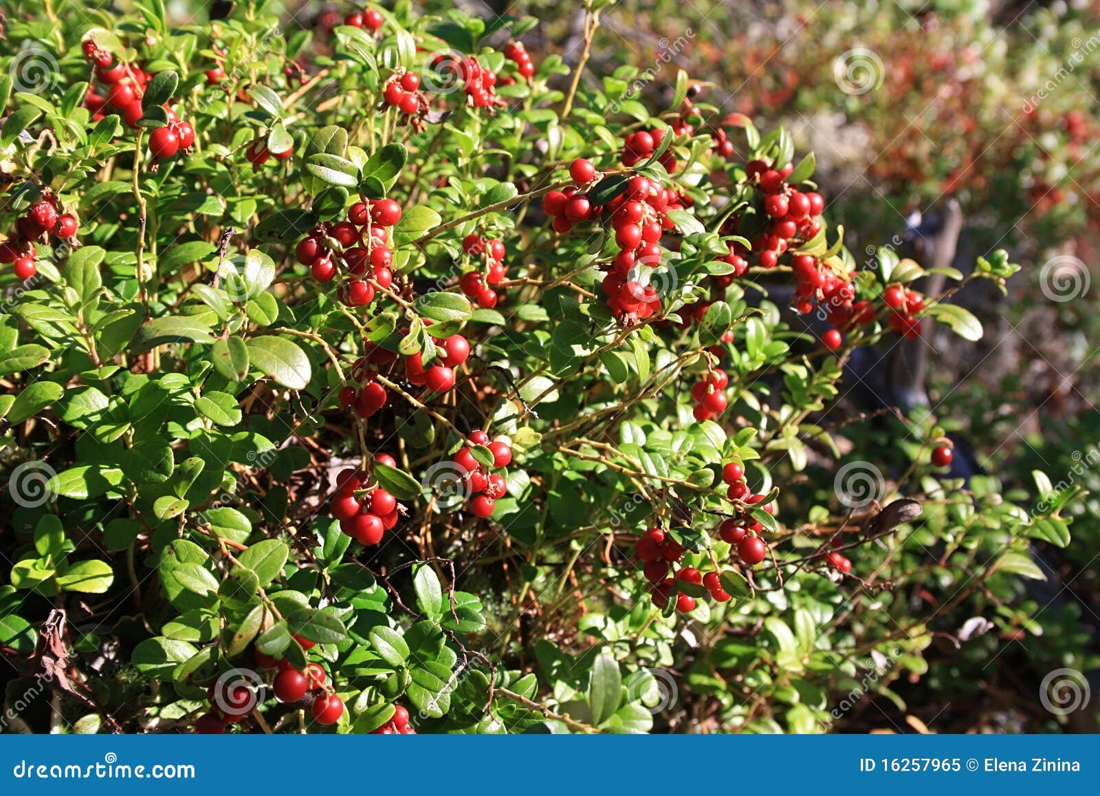 Cowberry stock image. Image of natural, leaf, forest - 16257965