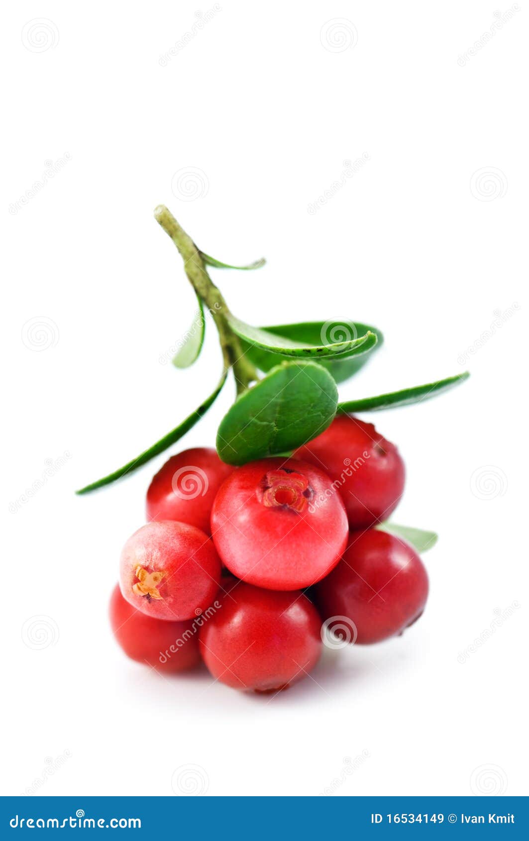 Cowberry stock image. Image of nature, juicy, healthy - 16534149