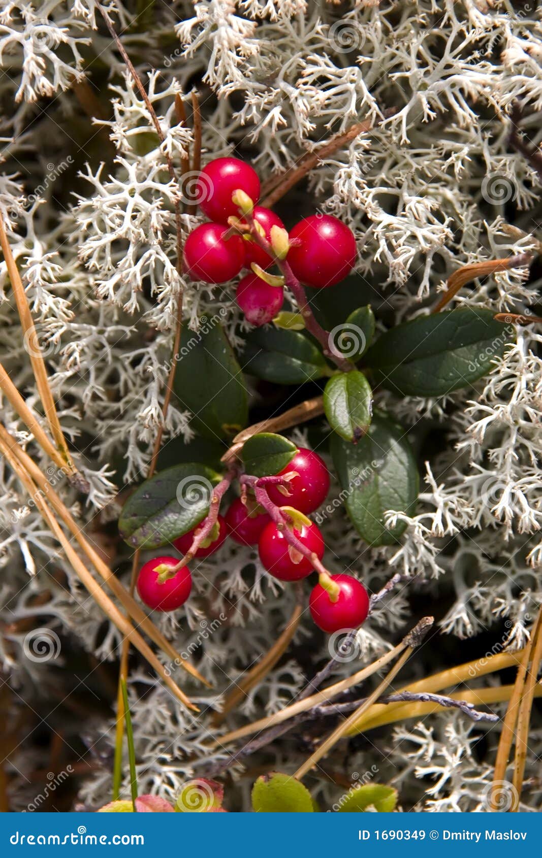 Cowberry stock image. Image of leaves, plant, reindeer - 1690349
