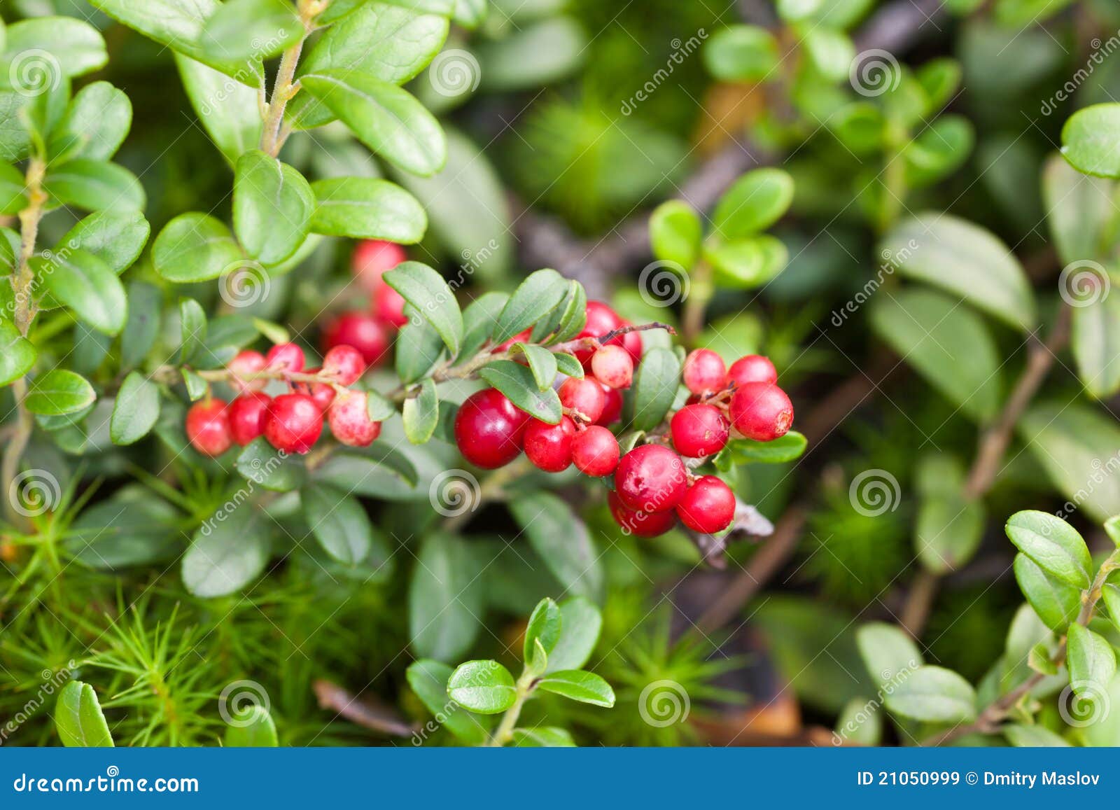 Cowberry stock image. Image of food, sour, closeup, bushes - 21050999