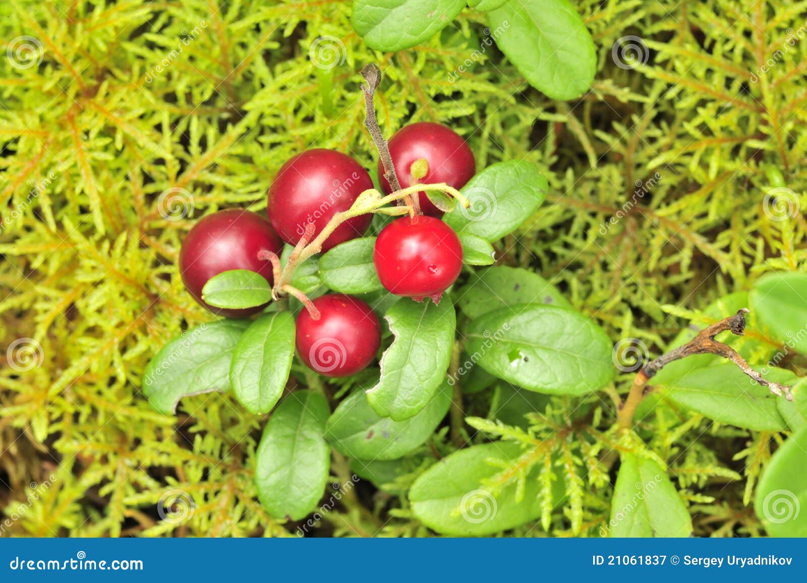 Cowberry. stock image. Image of flora, healthy, fruit - 21061837