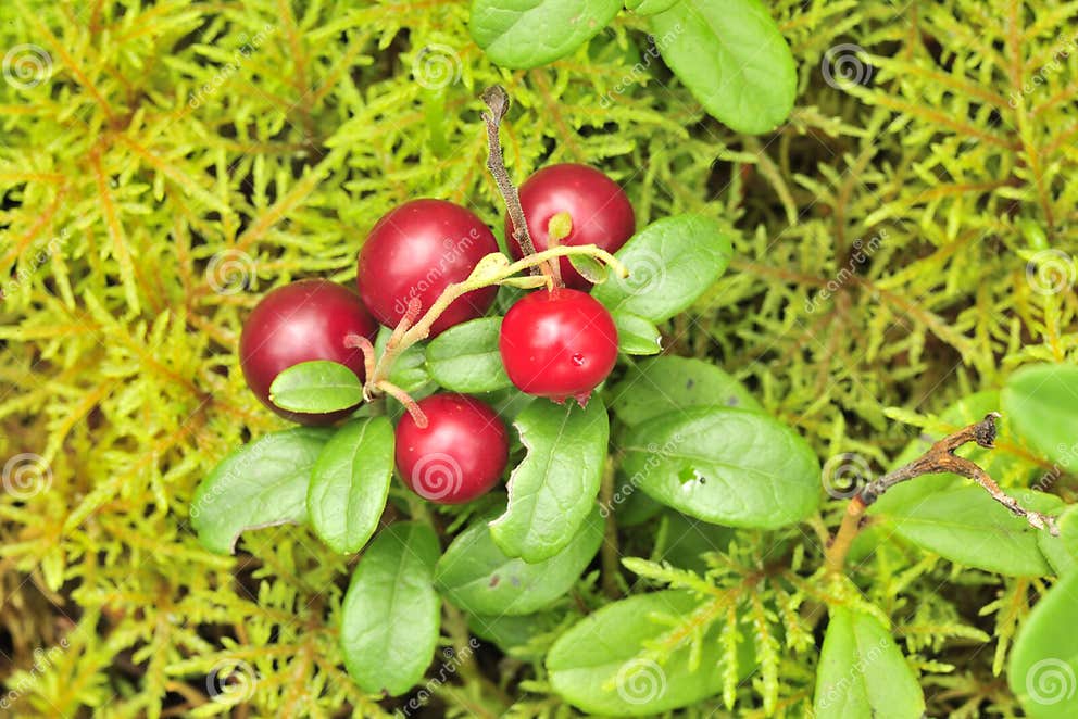 Cowberry. stock image. Image of flora, healthy, fruit - 21061837