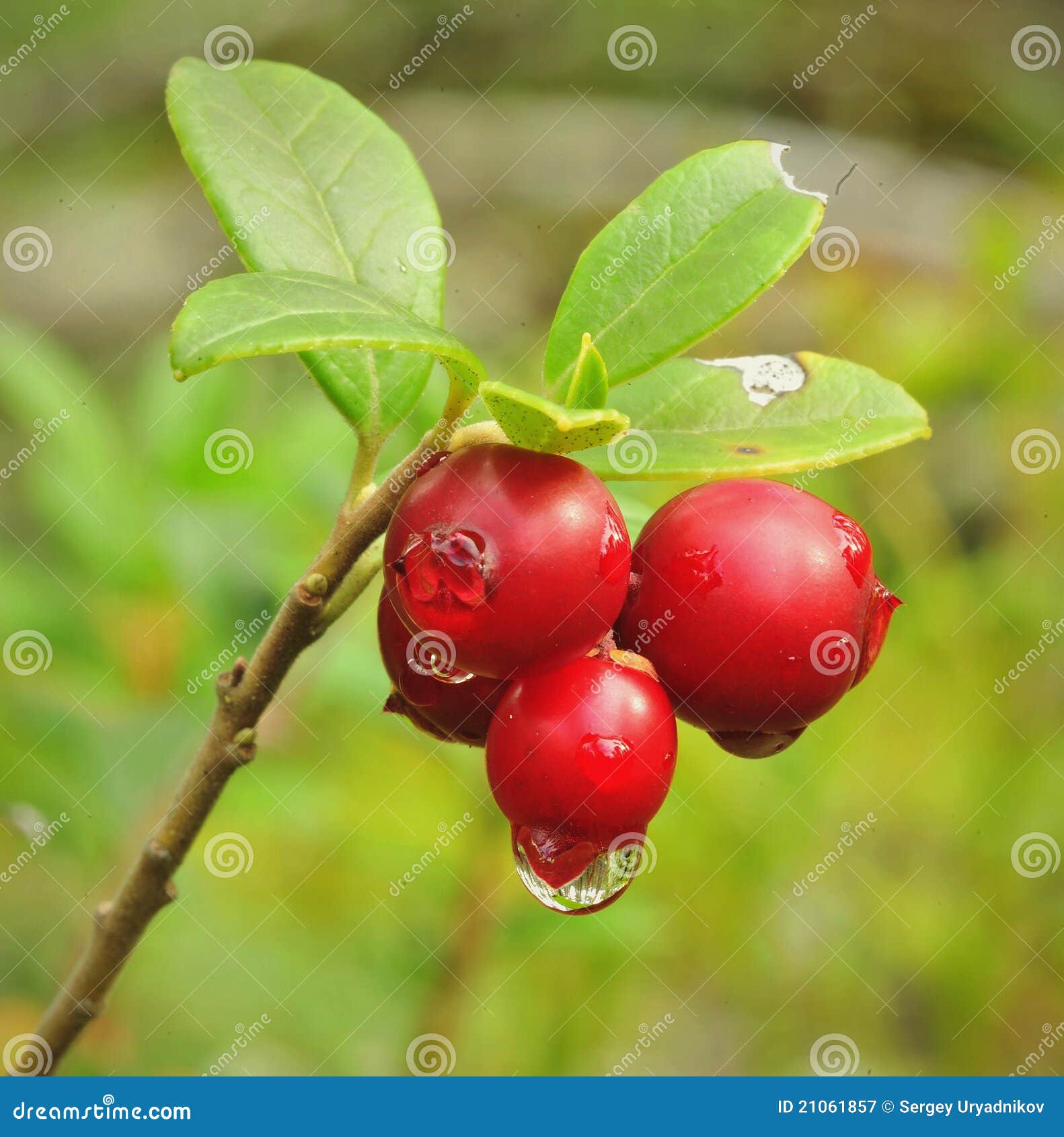 Cowberry. stock image. Image of herbal, healthy, bush - 21061857