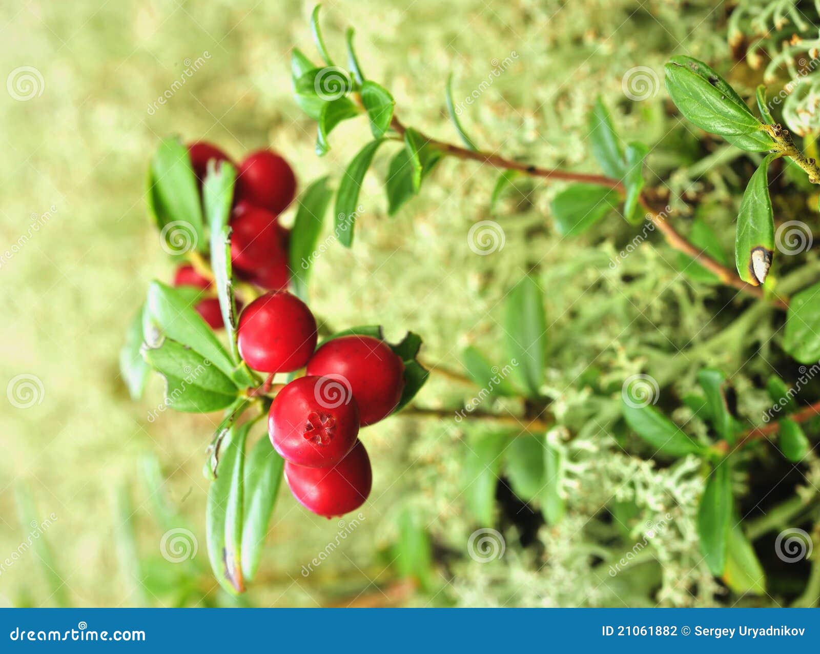 Cowberry. stock photo. Image of dessert, closeup, cowberry - 21061882